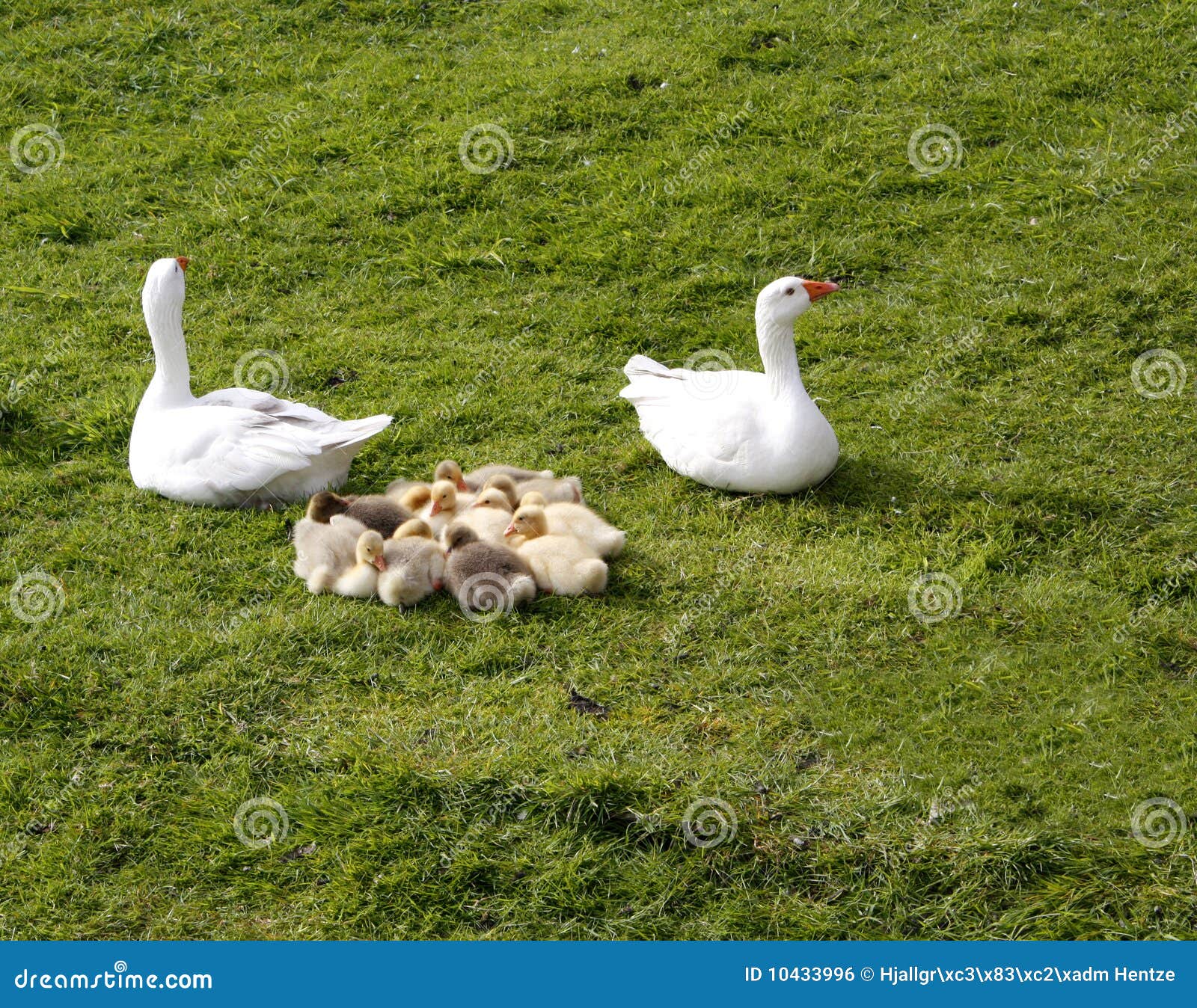 Goose and Gosling stock photo. Image of grass, gaggle - 10433996