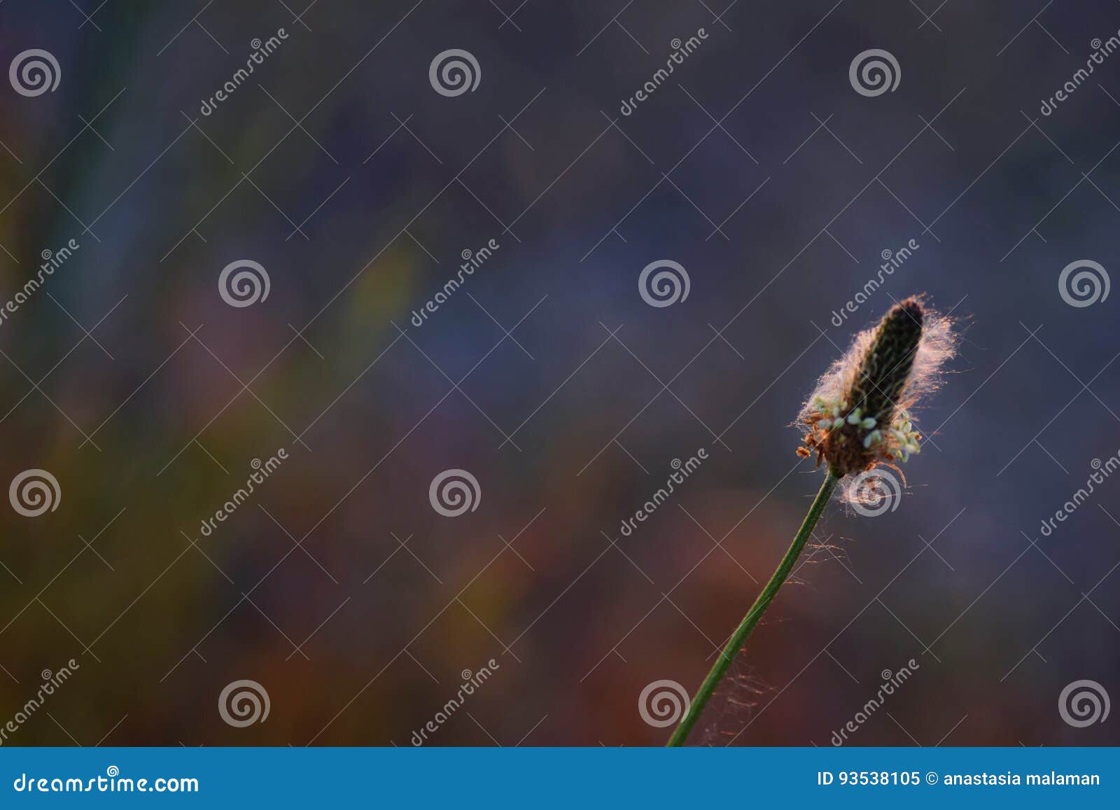 Goose Grass, Fore Foot Grass, Wire Grass, Yard Grass (Eleusine Indica ...