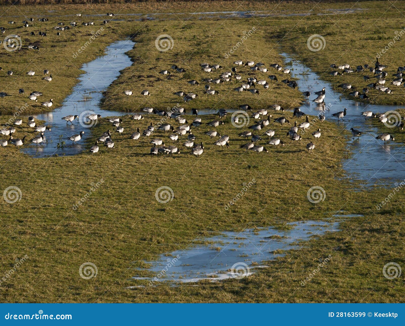 Goose grazing in a meadow stock image. Image of nature - 28163599