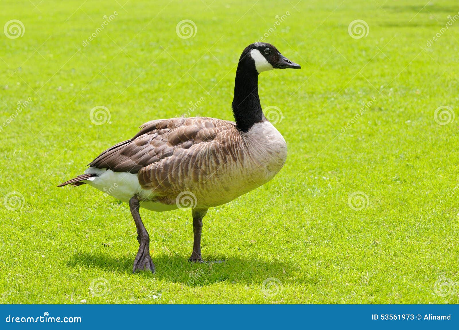 Goose on green field stock image. Image of duck, outdoors - 53561973