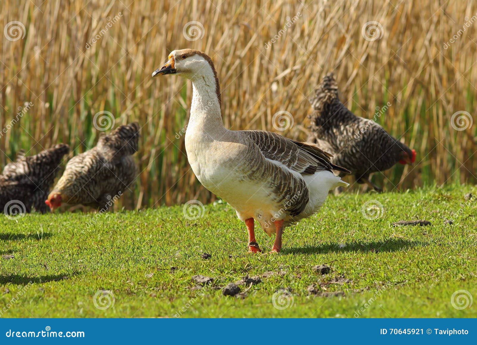 Big Fat Goose On A Lawn Royalty-Free Stock Photo | CartoonDealer.com ...