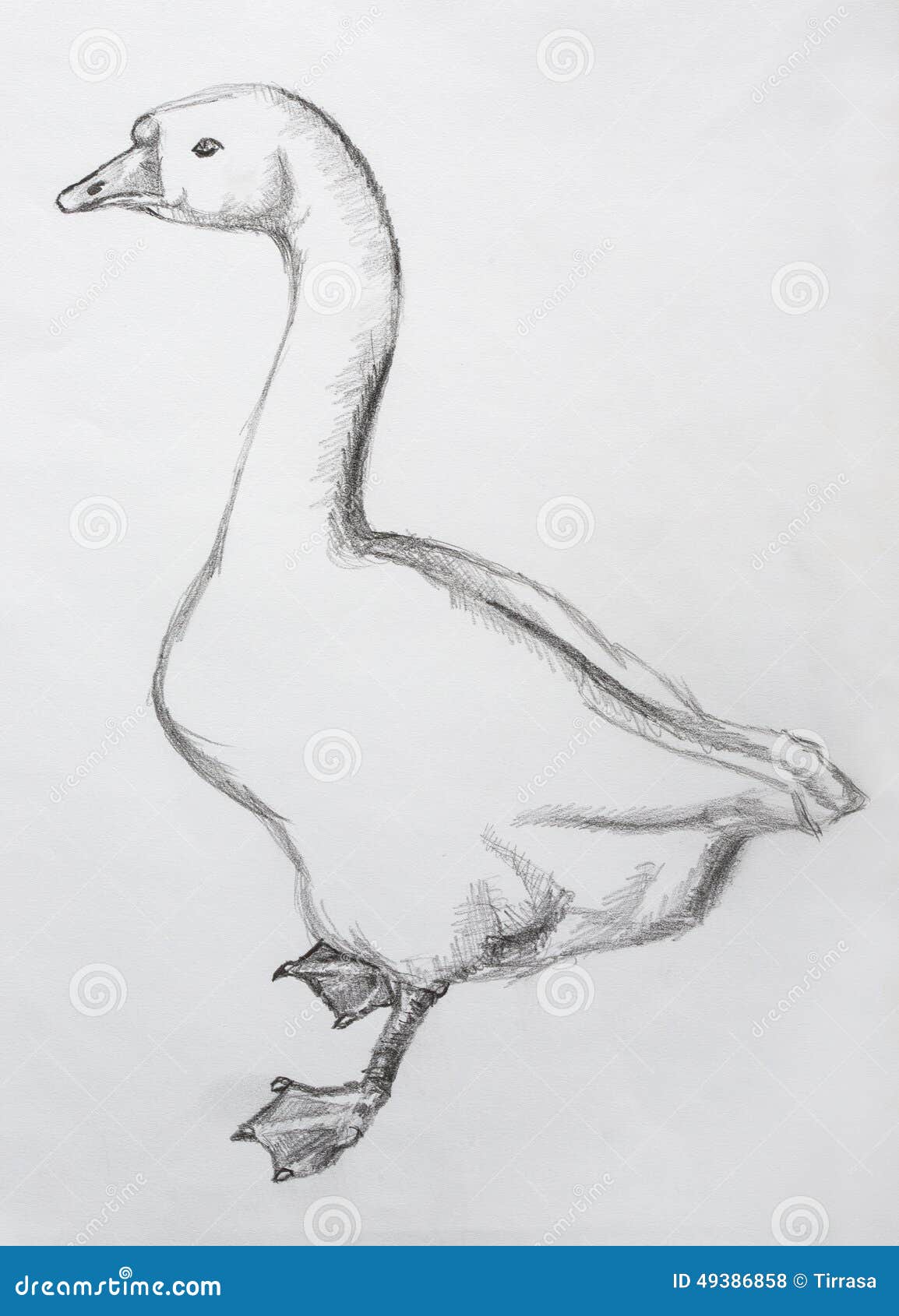 Goose stock illustration. Illustration of graphic, ornithologist - 49386858