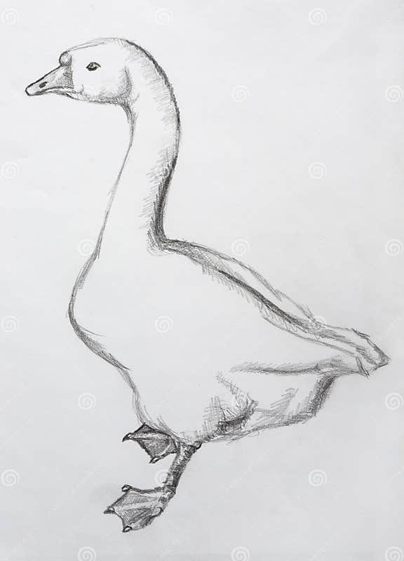 Goose stock illustration. Illustration of graphic, ornithologist - 49386858