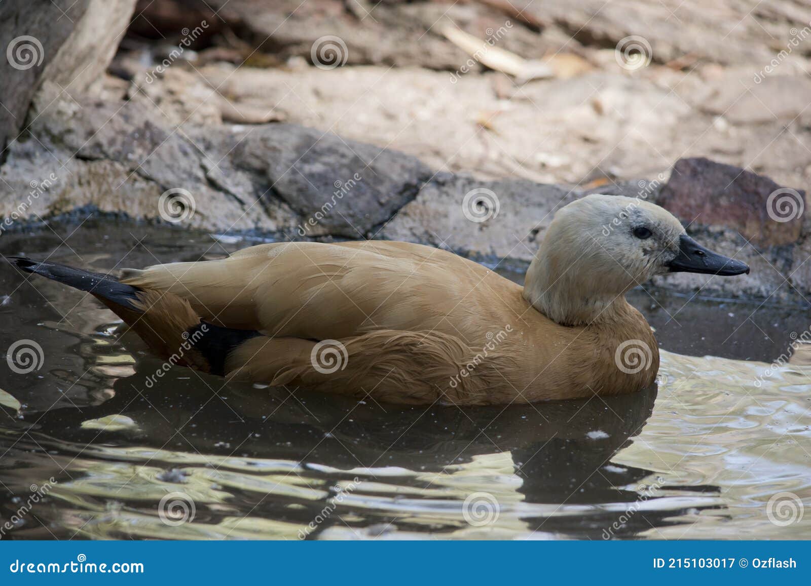 This is a Side View of a Goose Stock Image - Image of webbed, neck ...