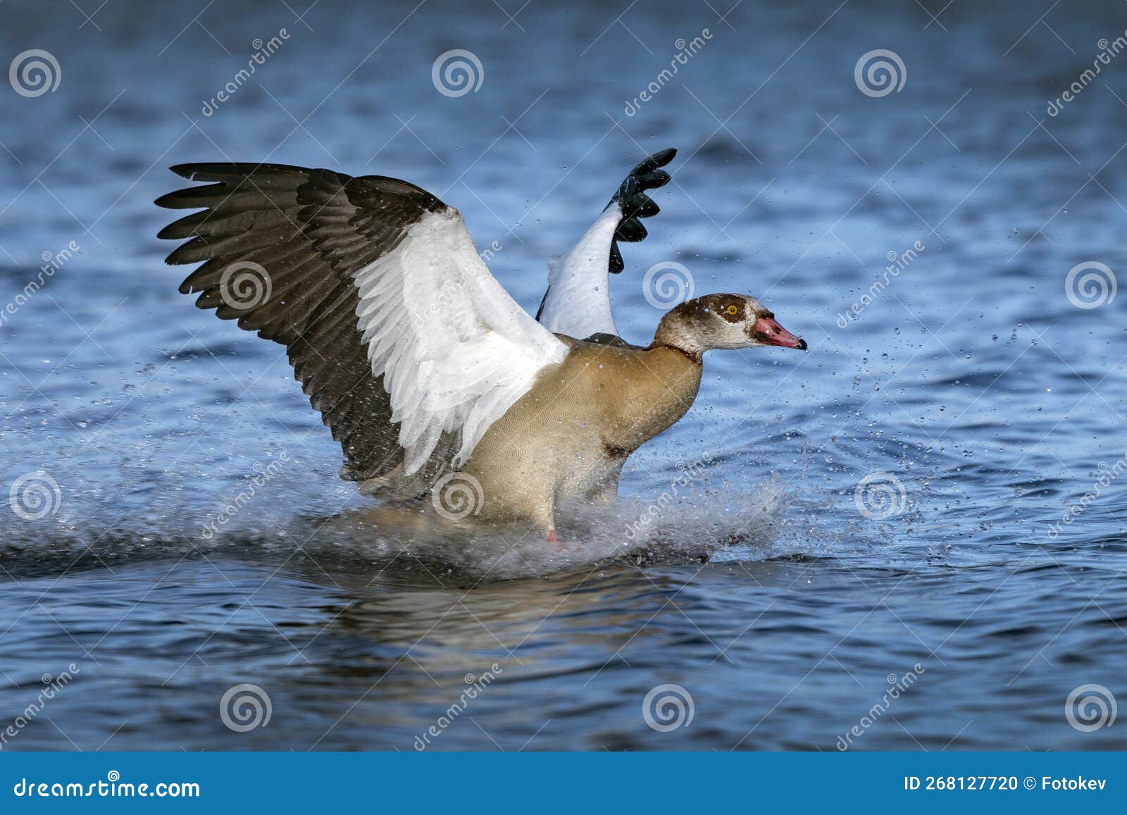 The goose has landed stock photo. Image of nature, chore - 268127720