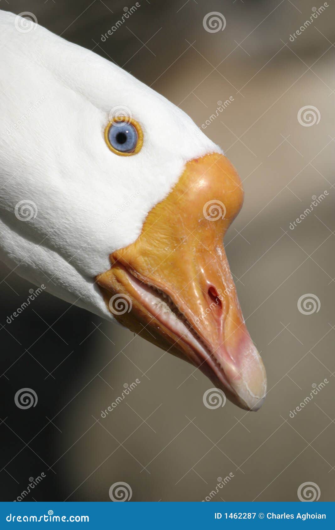 Goose Head stock image. Image of fowl, bird, expression - 1462287