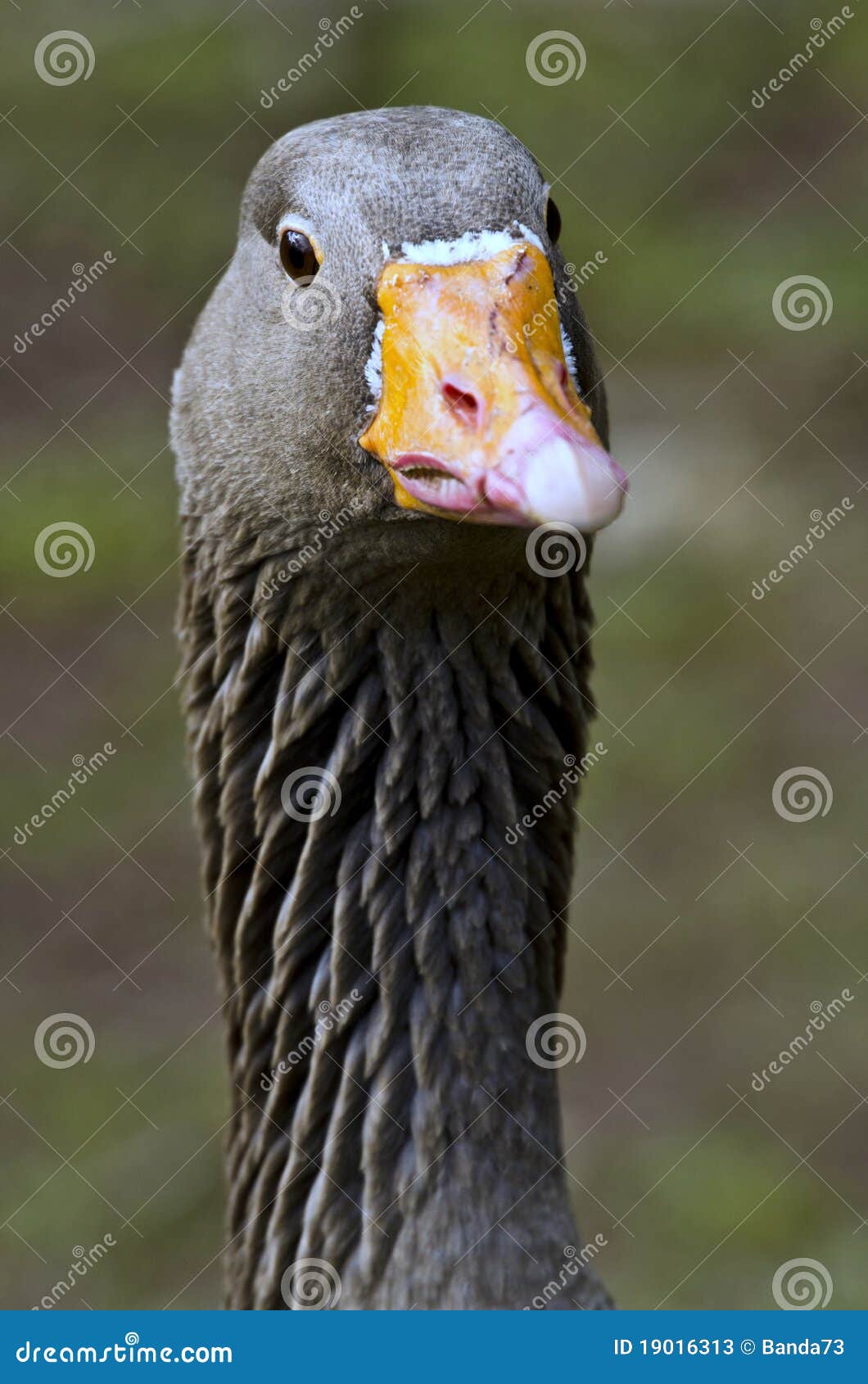 Goose head stock image. Image of goose, ireland, neck - 19016313