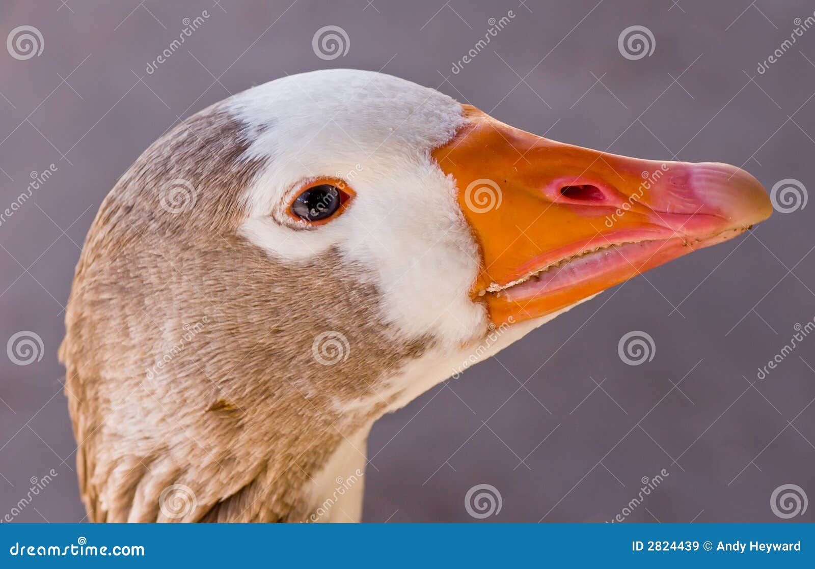 Goose Head stock image. Image of zealand, head, avian - 2824439