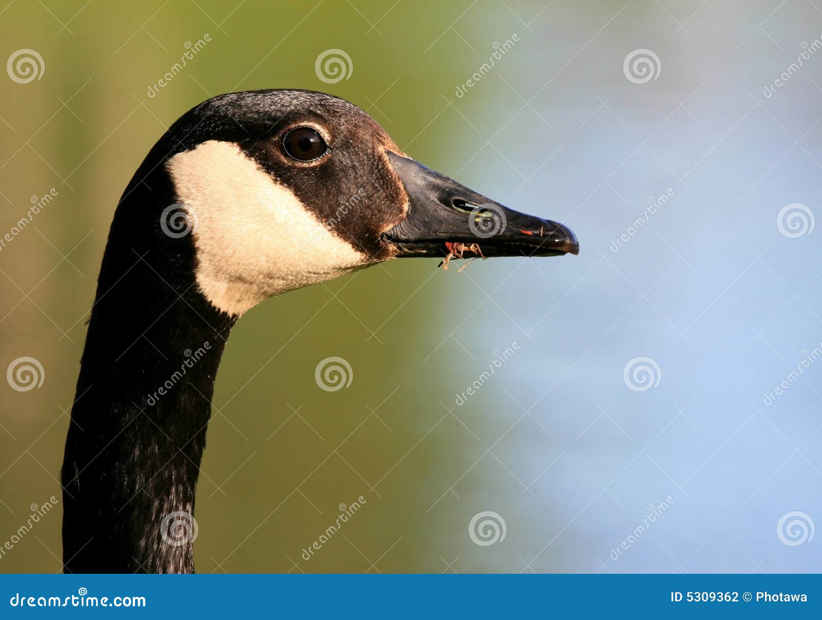 Goose Head stock photo. Image of head, wildlife, ontario - 5309362
