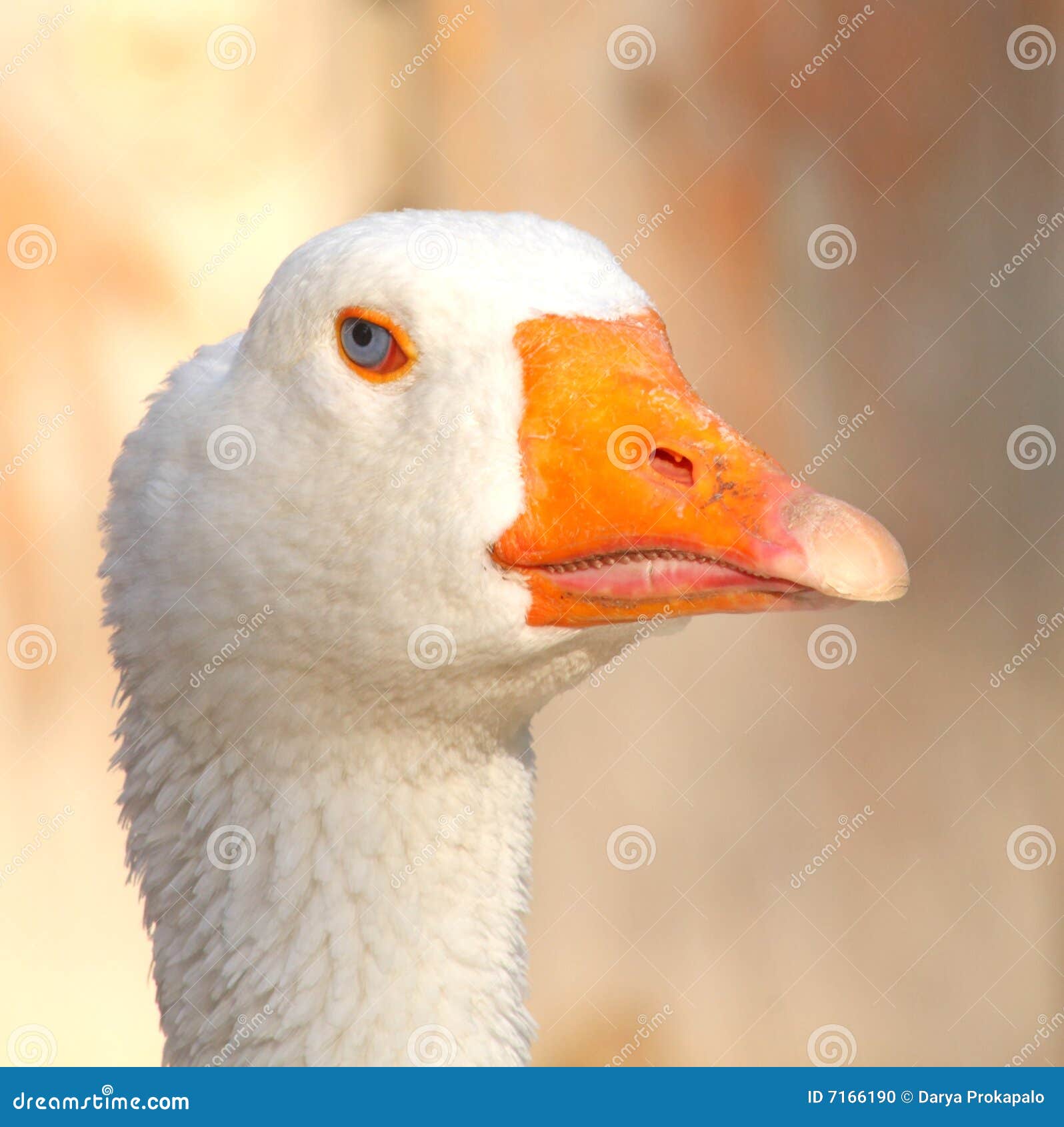 Goose head stock photo. Image of ornithology, animal, head - 7166190