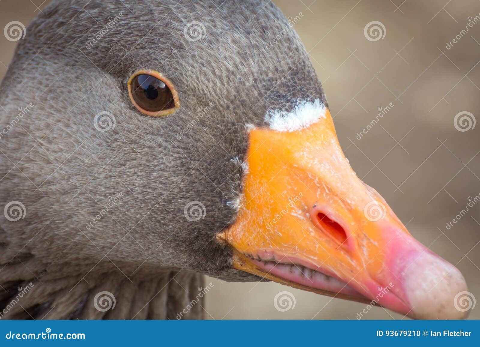 Goose head stock photo. Image of orange, leftn, goose - 93679210
