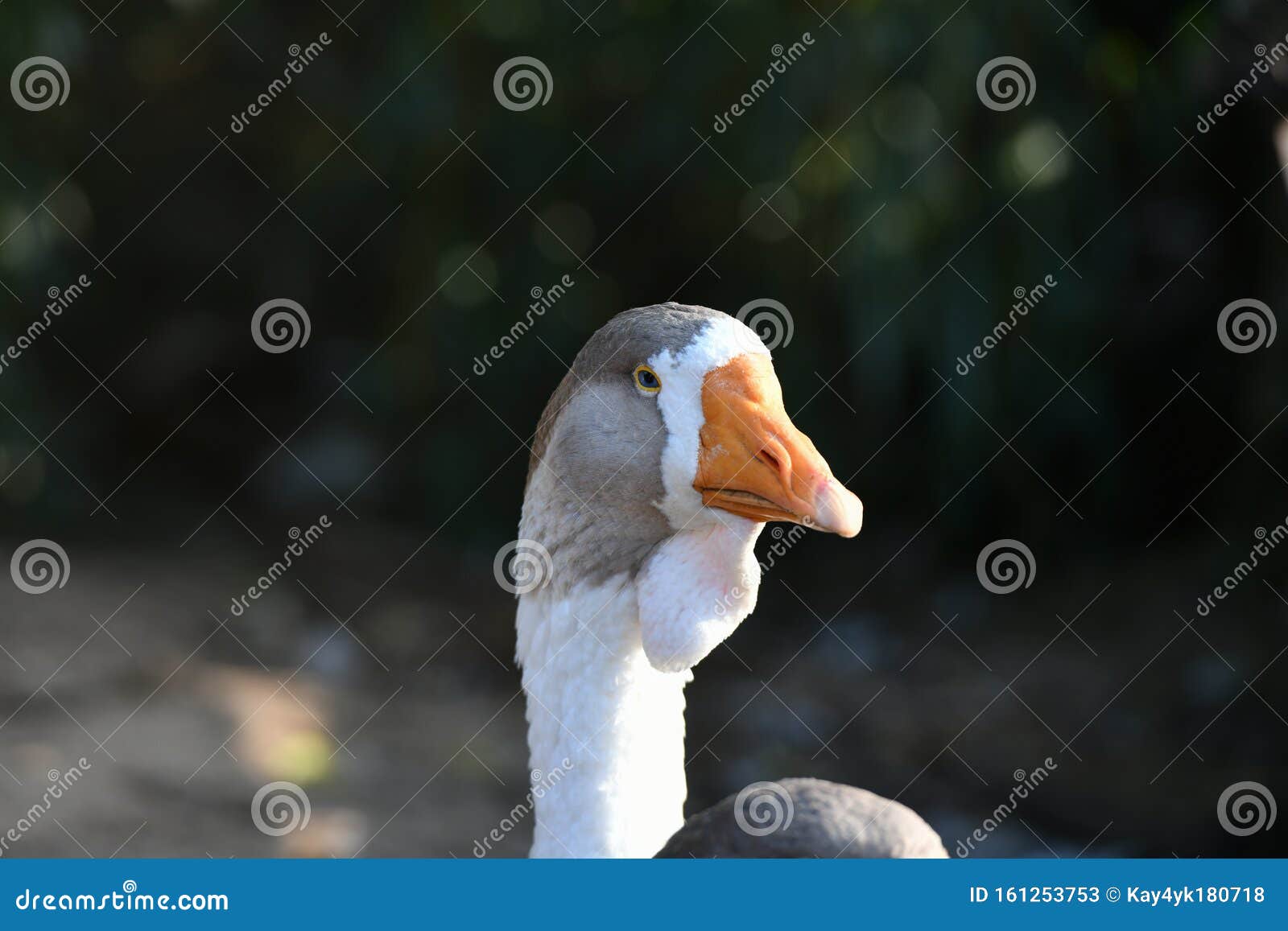 Goose Head. Goose Head Close Up Stock Image - Image of head, alone ...