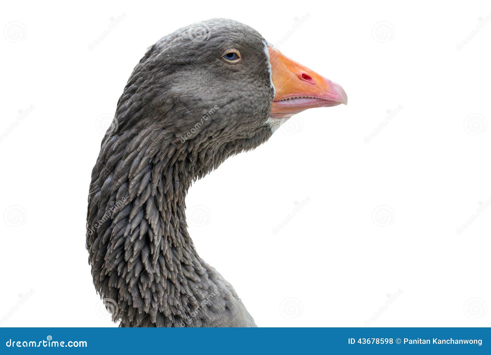 Goose Head a close up stock photo. Image of closeup, farmyard - 43678598
