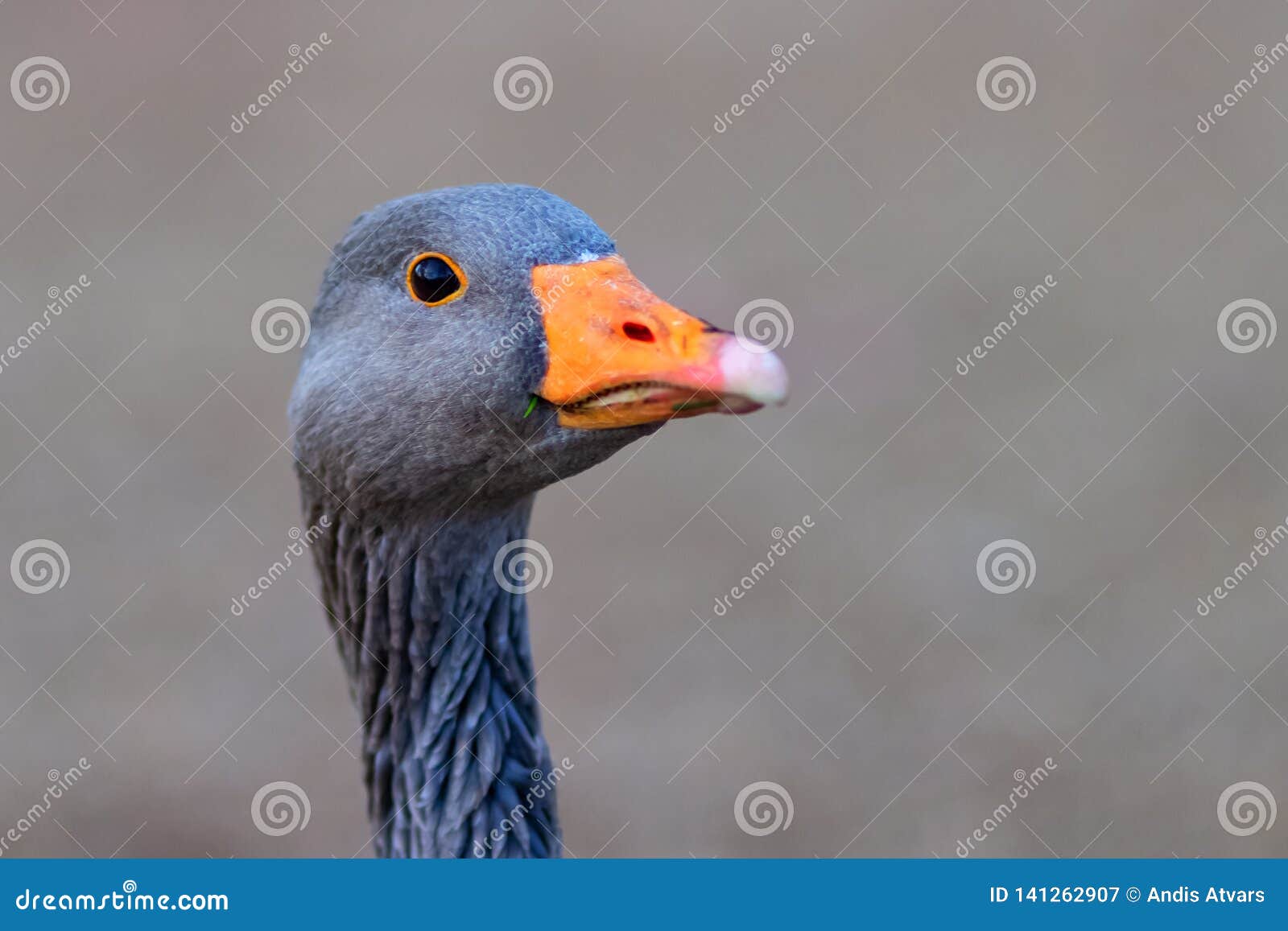 Goose Head a Close Up Image with an Orange Bill Stock Image - Image of ...
