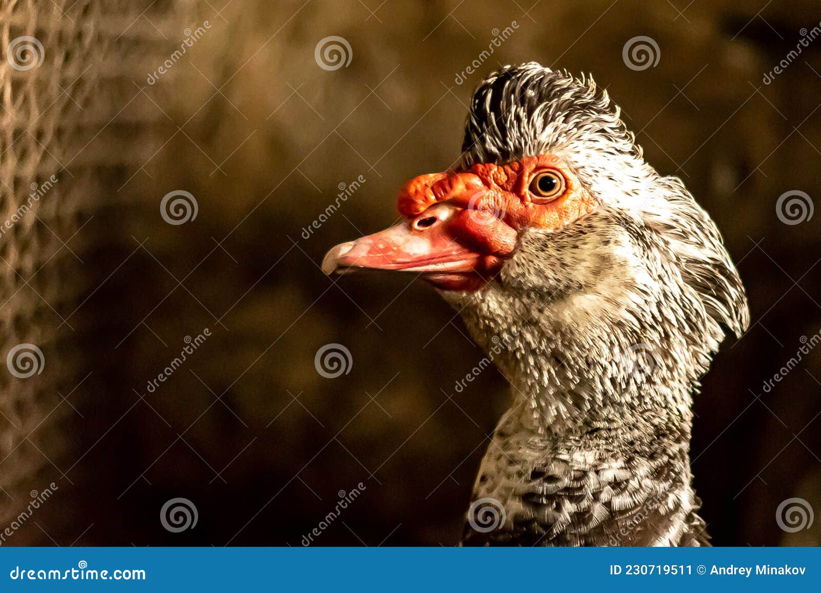 Goose Head Close - Up from the Side Stock Image - Image of cute, close ...