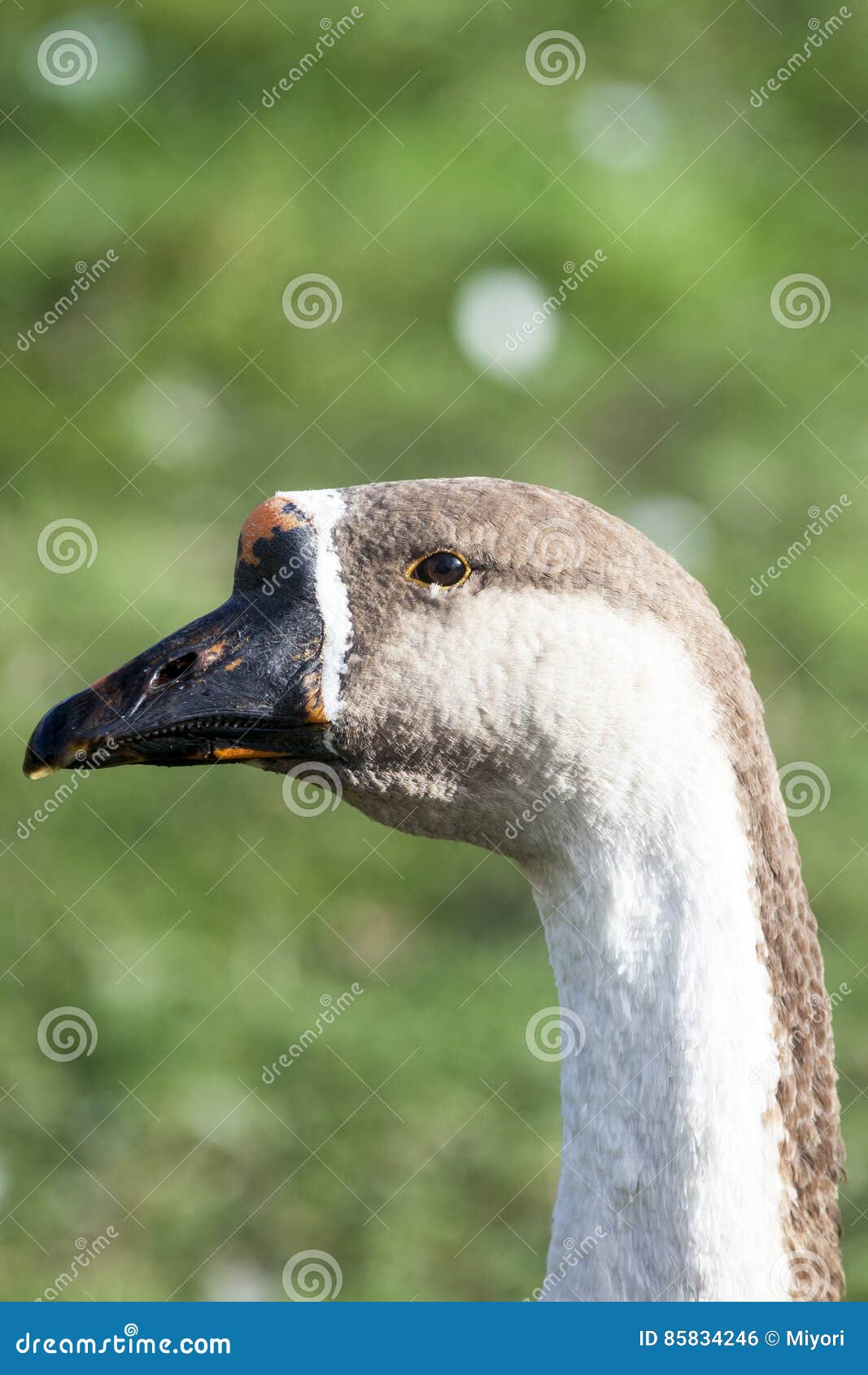Goose head stock photo. Image of farm, beak, pasture - 85834246