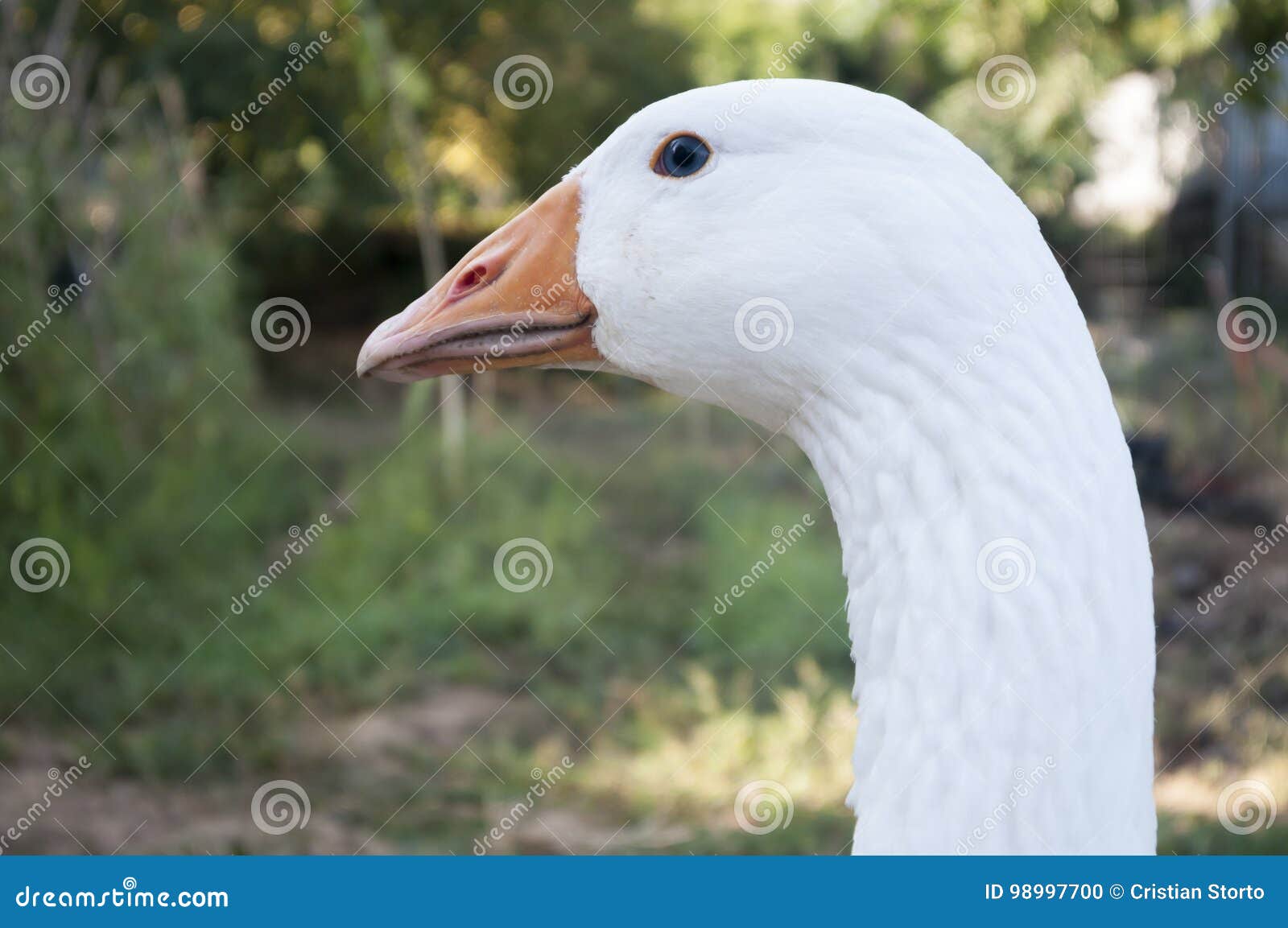 Goose head shot stock photo. Image of side, goose, poultry - 98997700