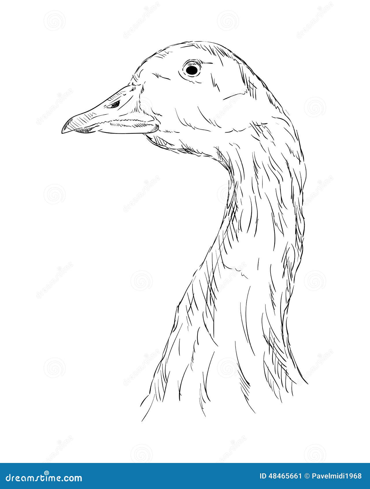 Goose Head Cartoon Vector Illustration Isolated On White. Flat Style ...