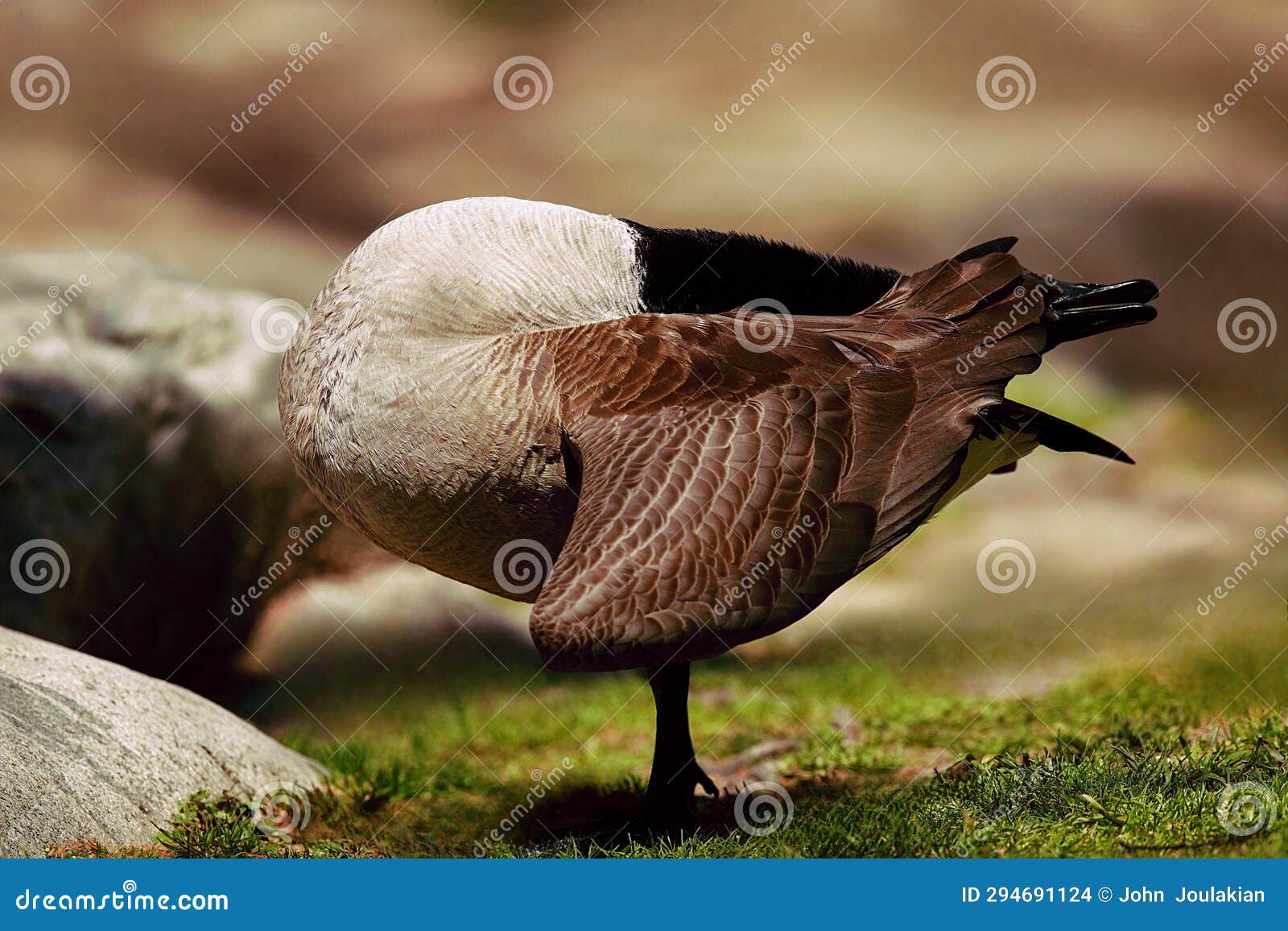 Goose Hiding Under the Wing Stock Photo - Image of ducks, wing: 294691124