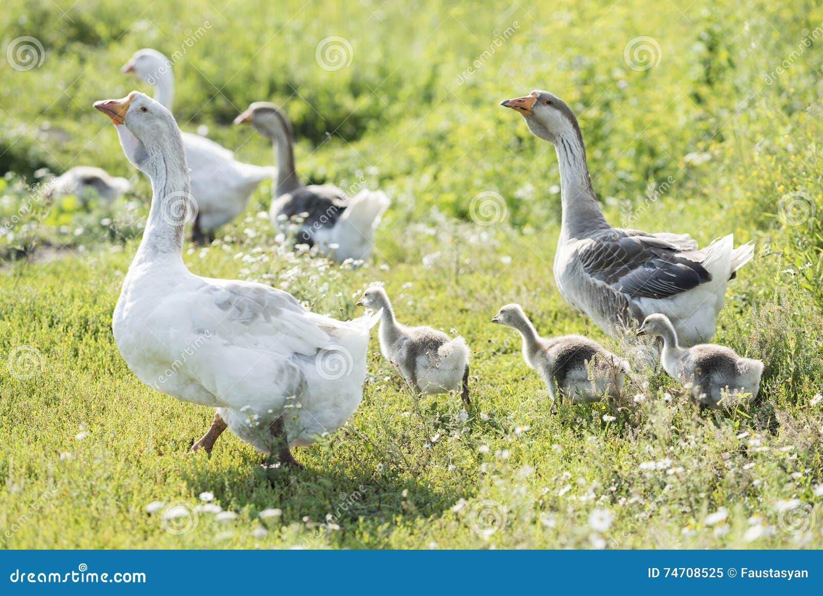 Goose home family stock image. Image of poultry, birds - 74708525