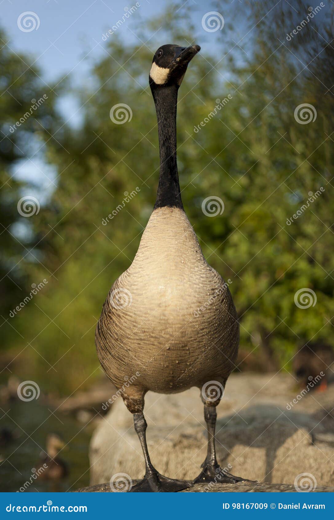 Canadian Goose on the Lake. Stock Image - Image of bird, animal: 98167009