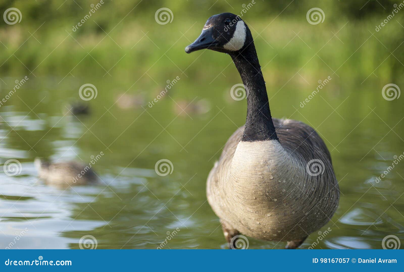Canadian Goose on the Lake. Stock Image - Image of life, fauna: 98167057