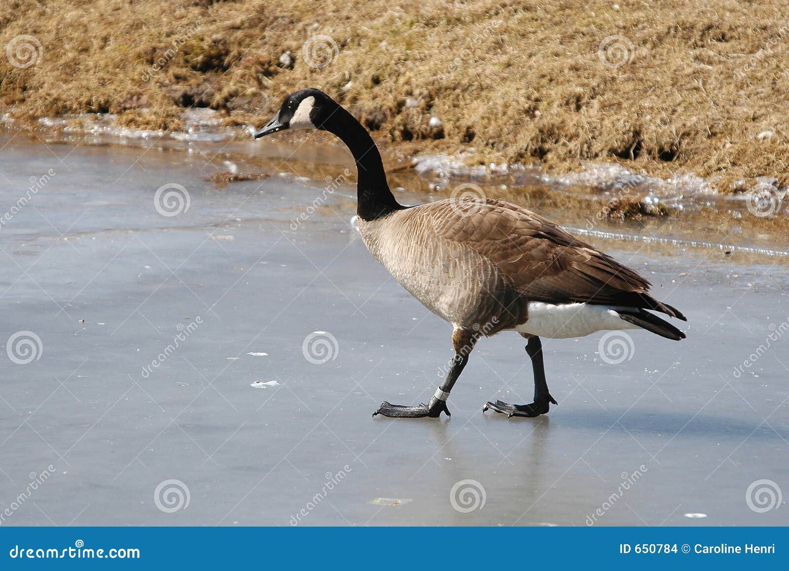 Goose on ice stock photo. Image of gooses, oceans, lake - 650784
