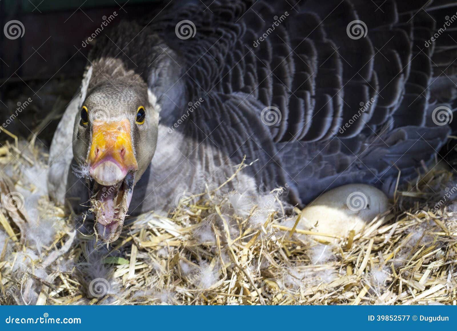 Goose Incubating Defending Its Nest Stock Image - Image of protection ...