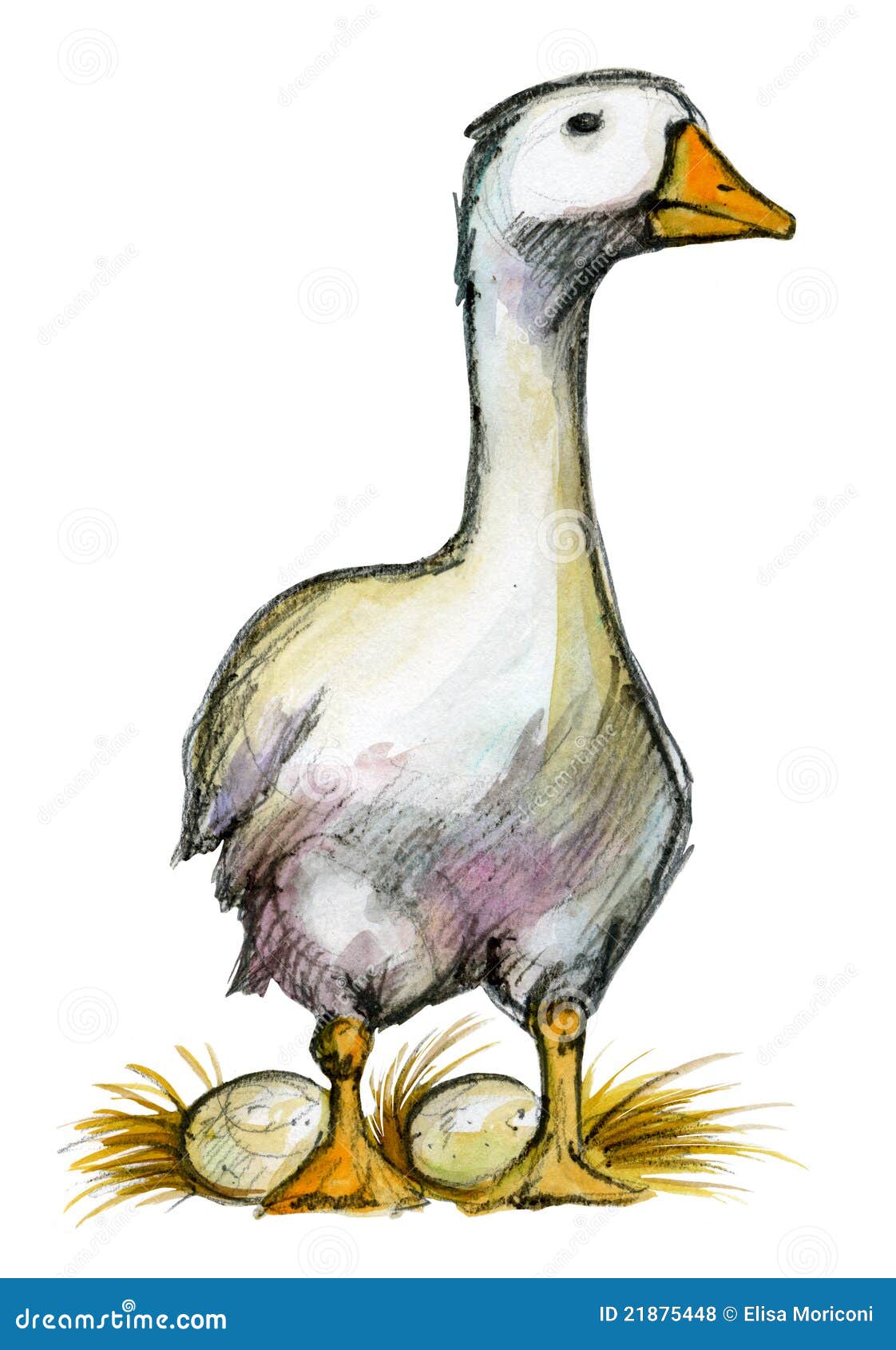 Goose Isolated on White N.5 with Eggs Stock Illustration - Illustration ...
