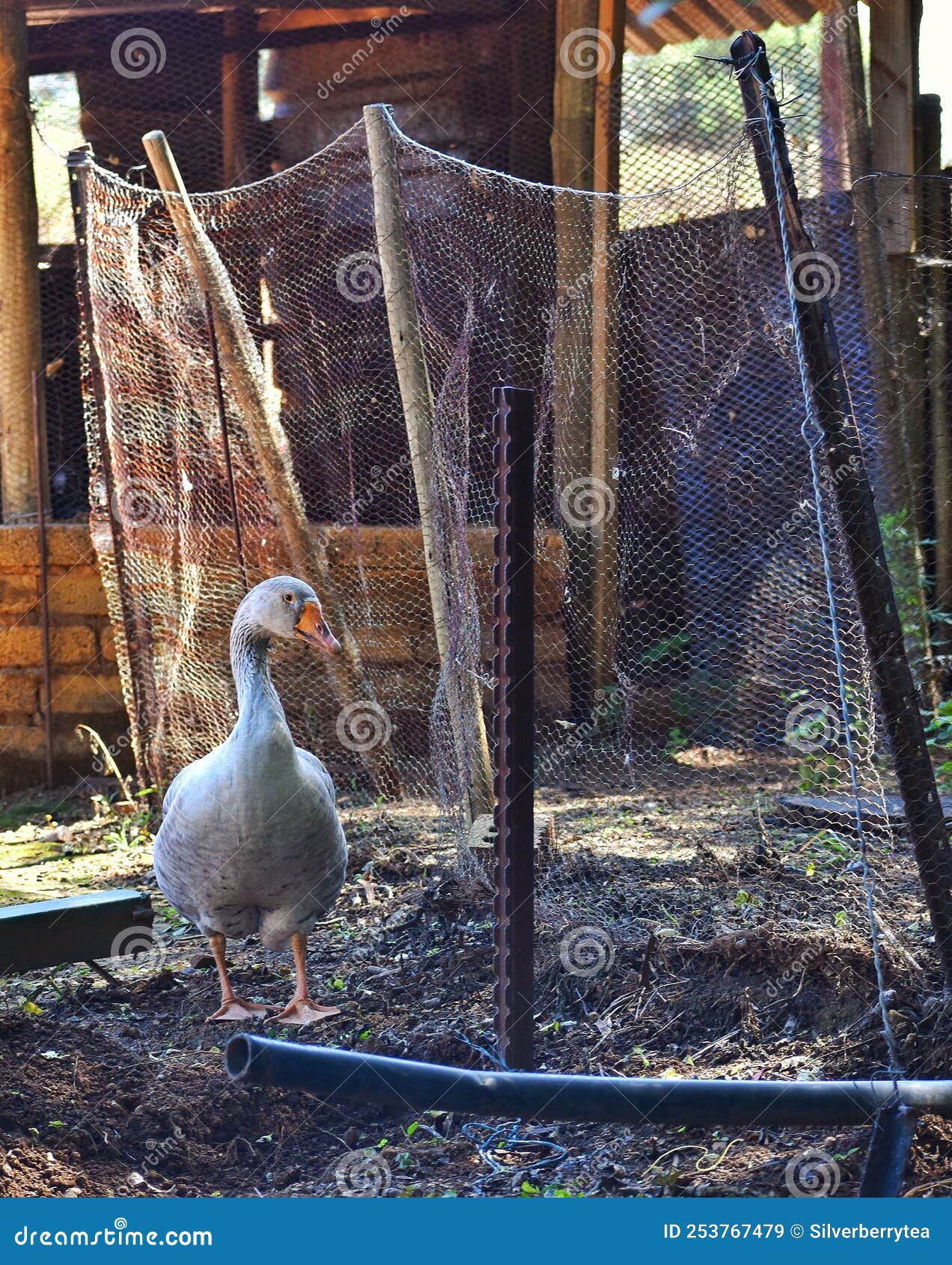 Goose on the farm stock image. Image of beak, backyard - 253767479