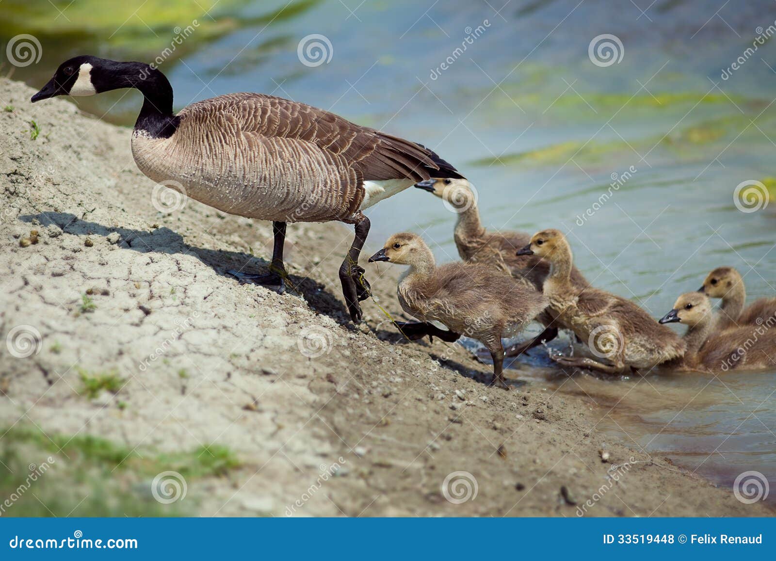 Goose with Kids Getting Out of the Water Stock Photo - Image of ...