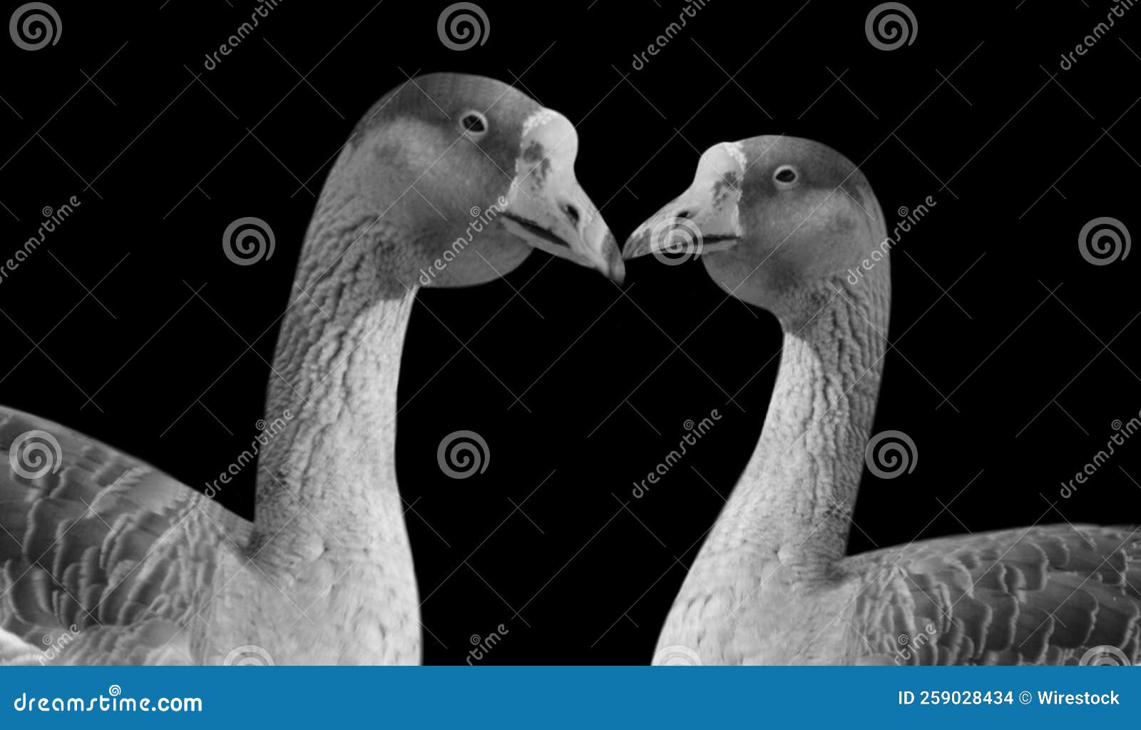 Goose Kiss on the Black Background Stock Photo - Image of white, love ...