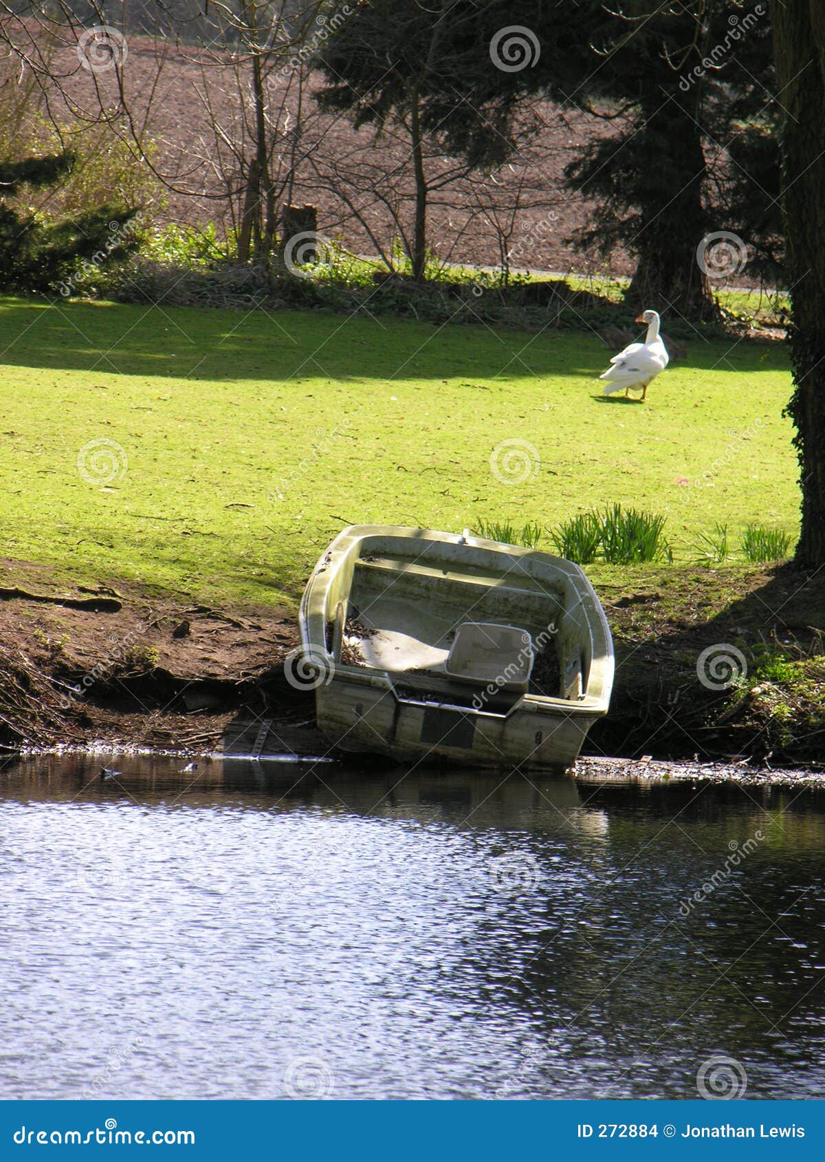Goose and Lake stock photo. Image of tranquil, light, river - 272884