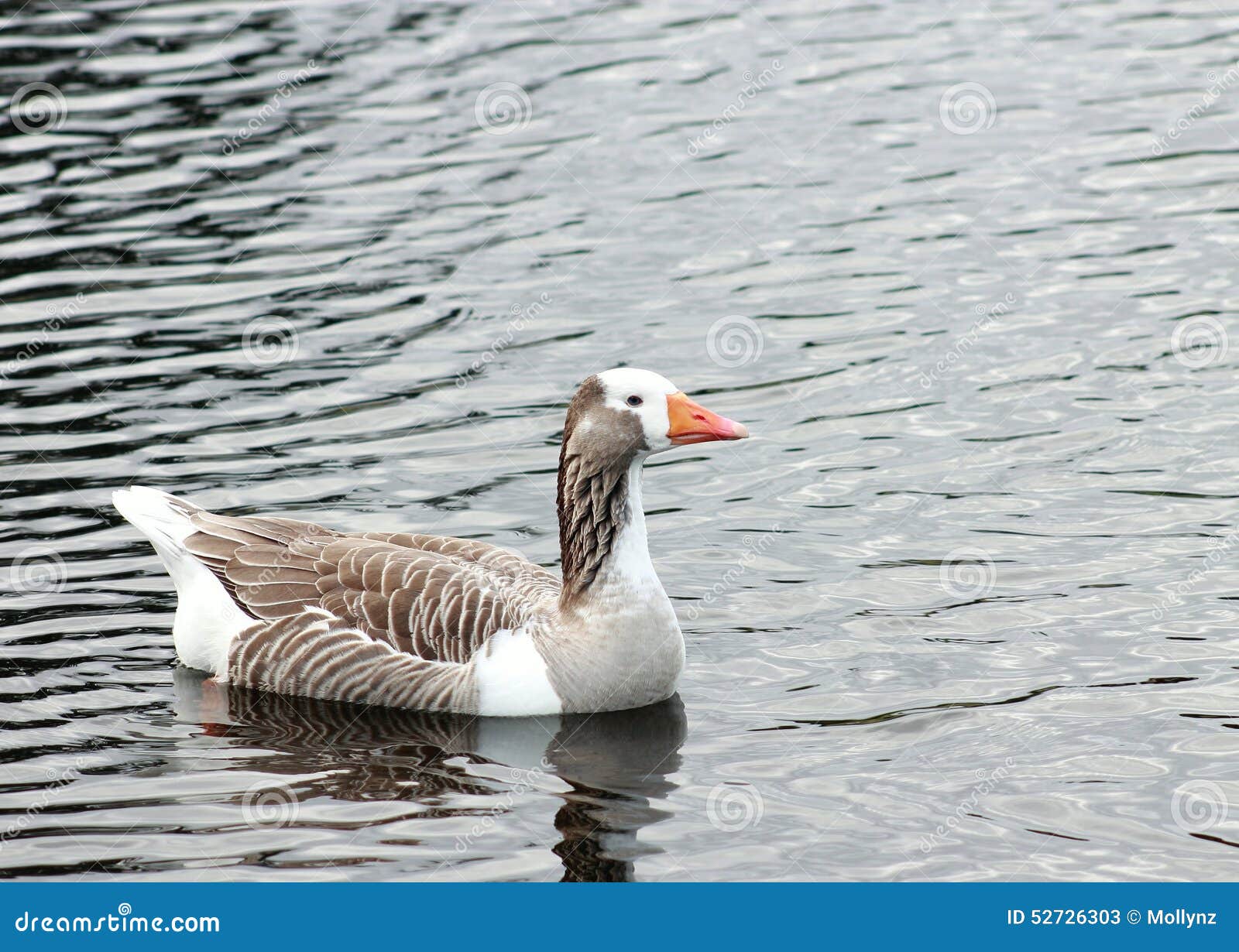 Goose on Lake stock image. Image of water, nature, poultry - 52726303