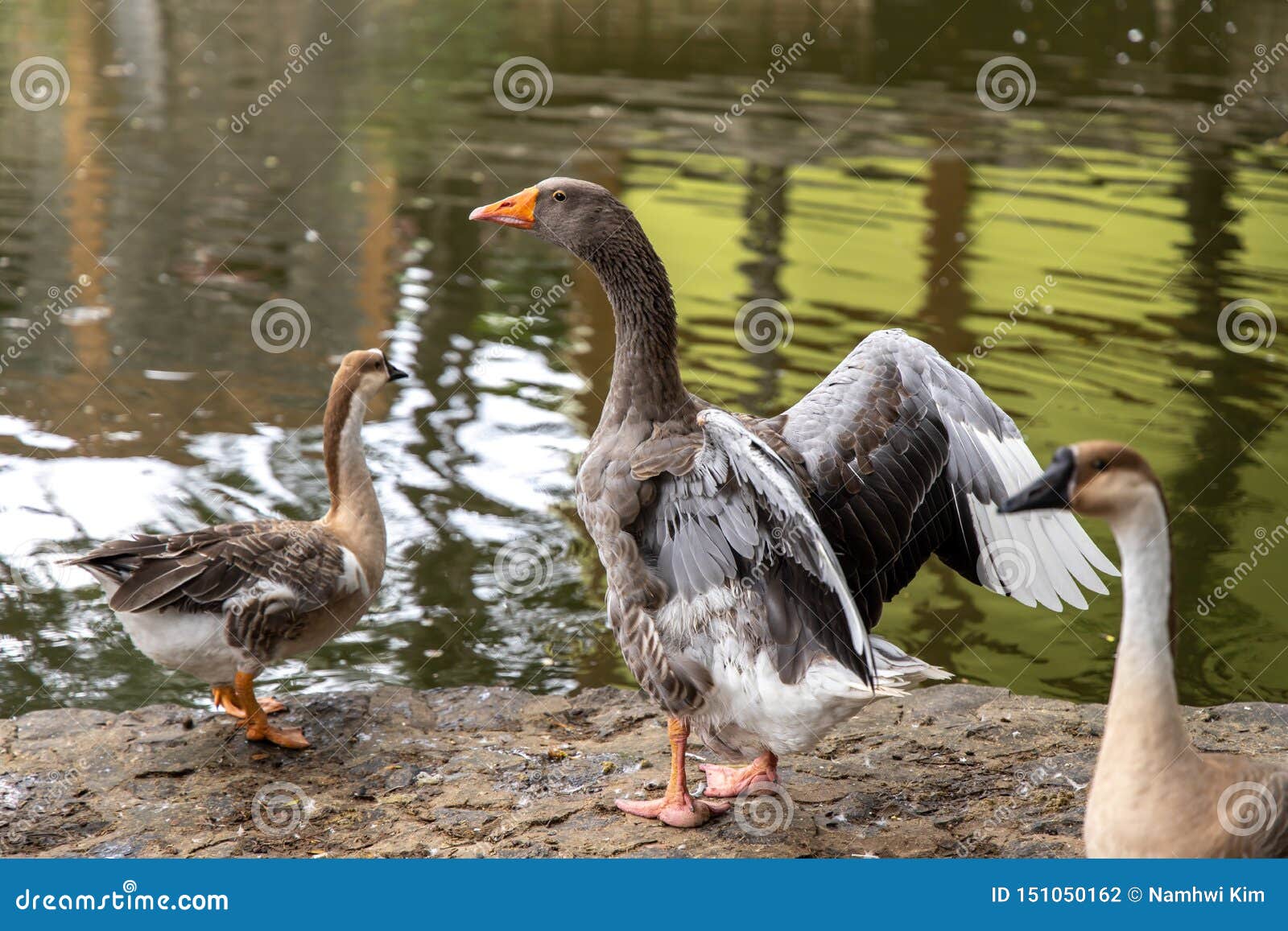 Goose on the lake stock photo. Image of philippines - 151050162