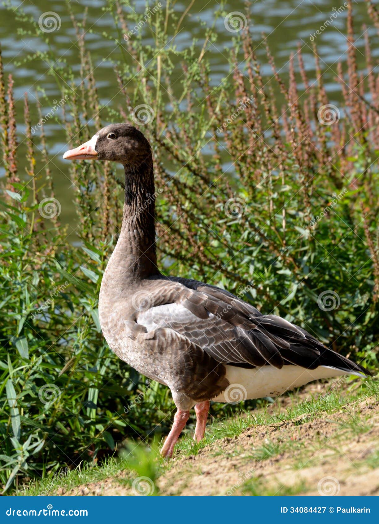 Goose stock image. Image of wild, nature, plants, vegetation - 34084427