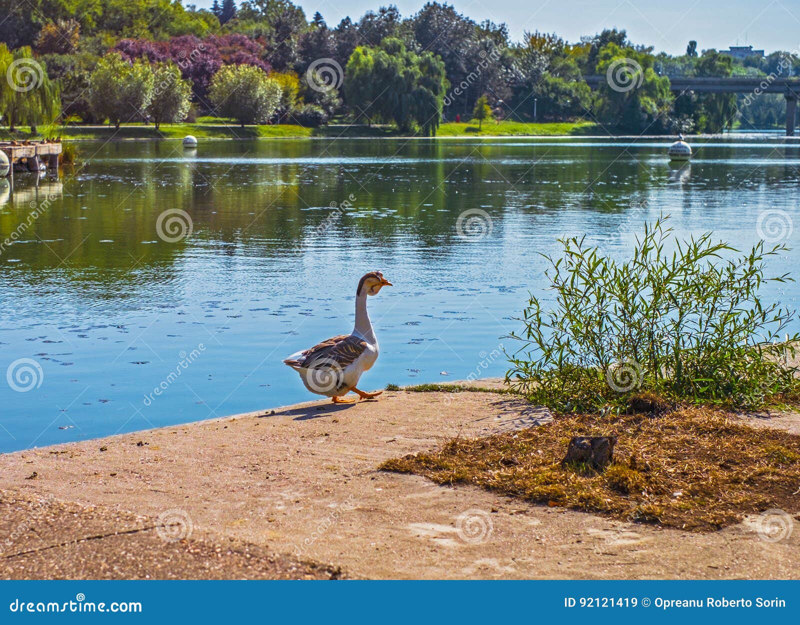 Goose on lake shore stock image. Image of beautiful, orange - 92121419