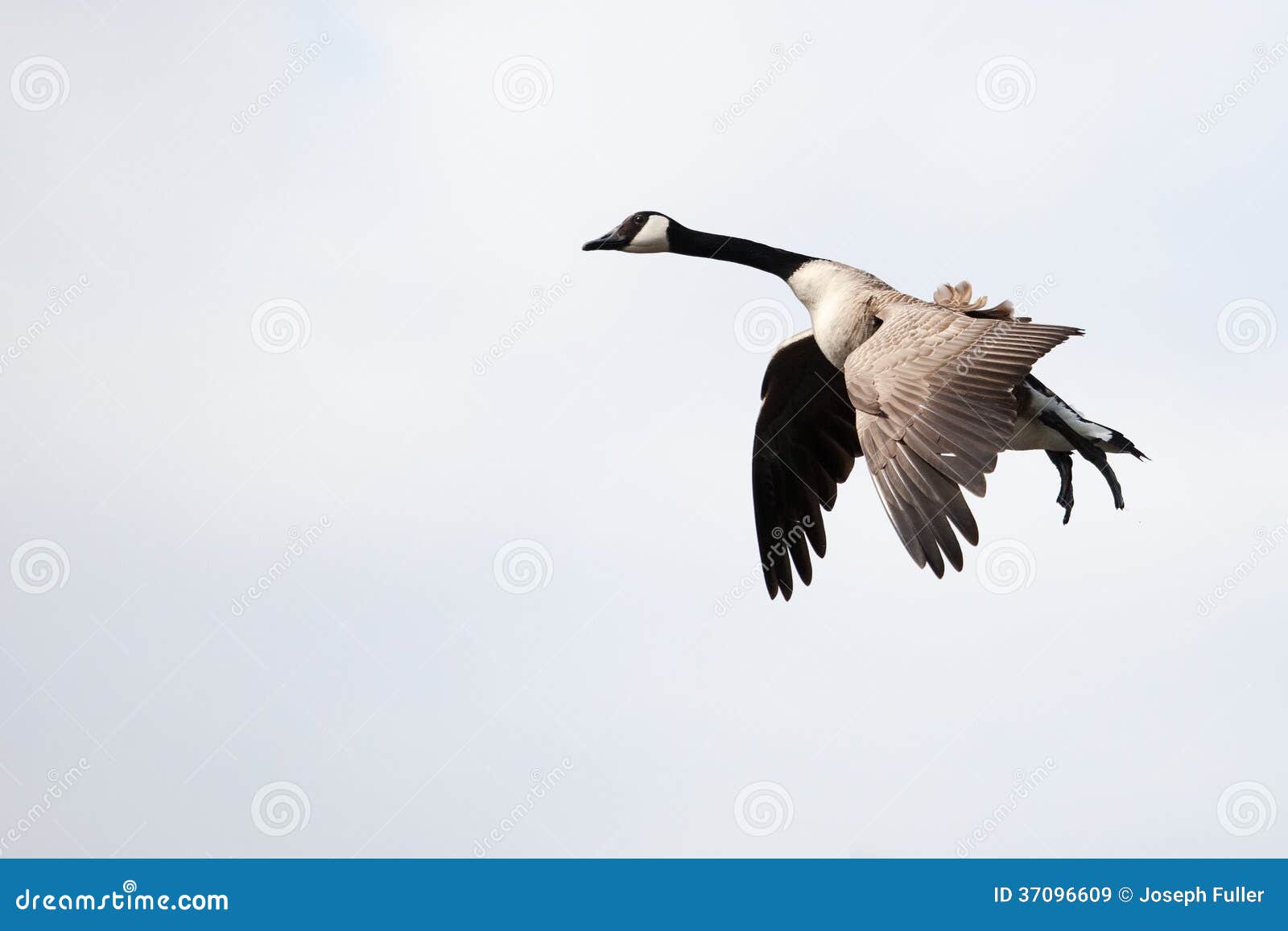 Goose Landing with Feet Down Isolated Stock Image - Image of feathers ...