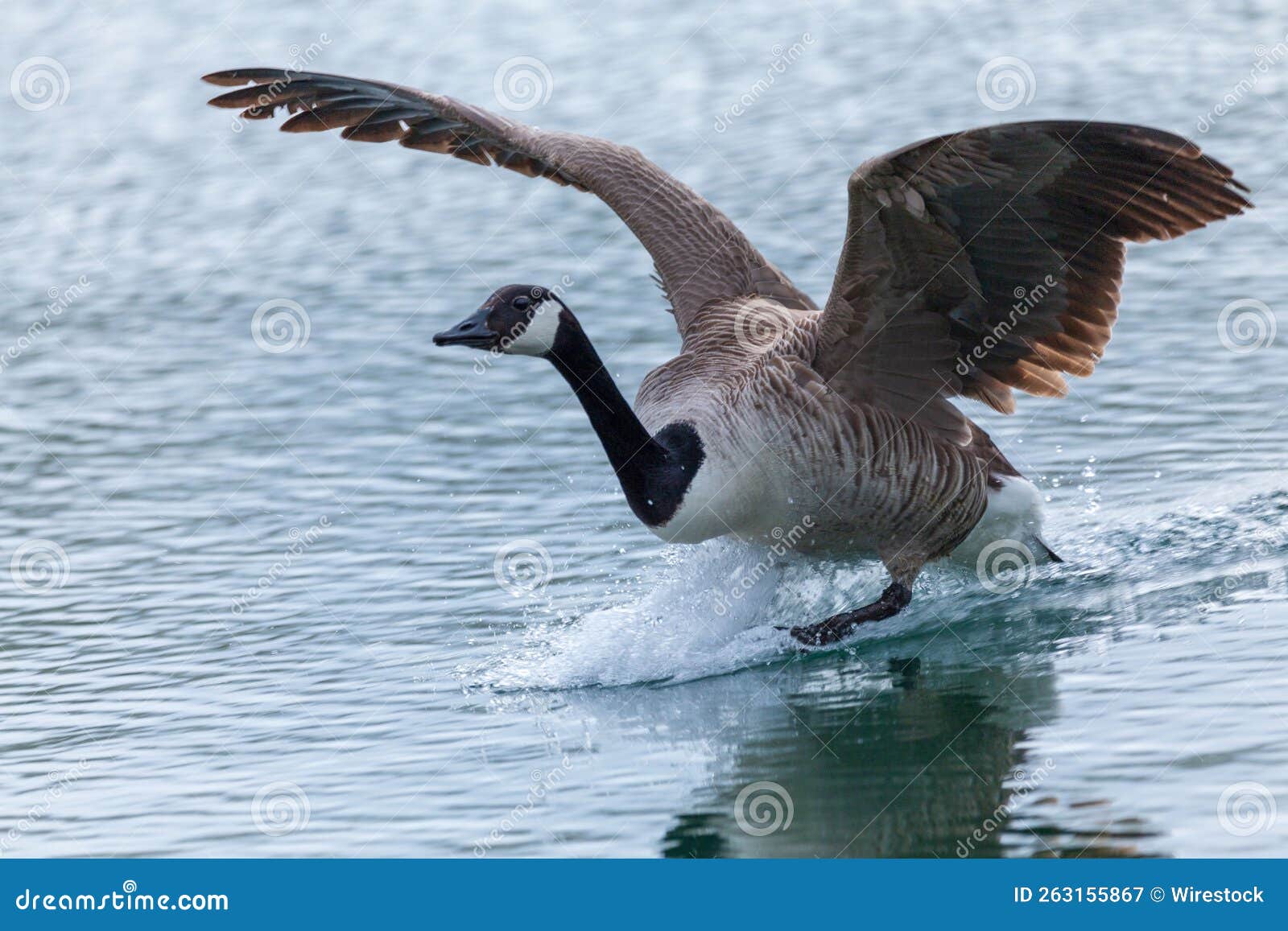 Goose Landing on the Lake Water Stock Image - Image of flight ...