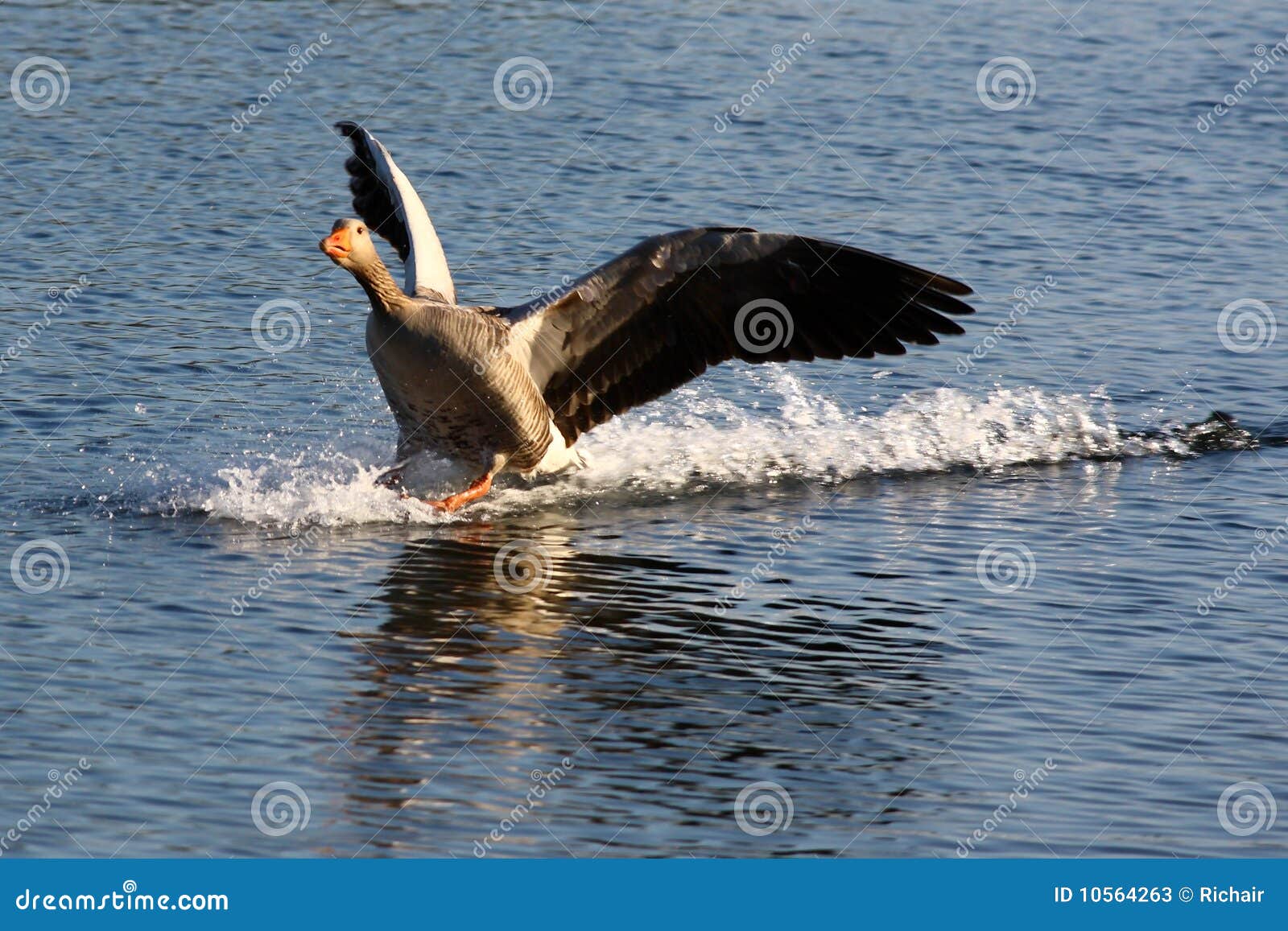 Goose landing on water stock image. Image of splashes - 10564263