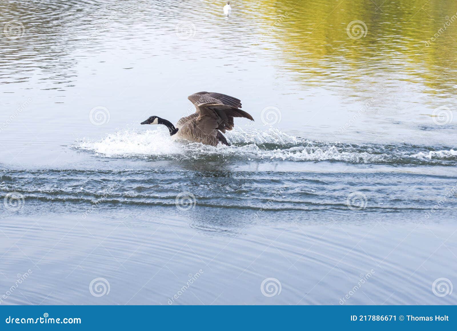 Goose landing in water stock image. Image of river, wildlife - 217886671
