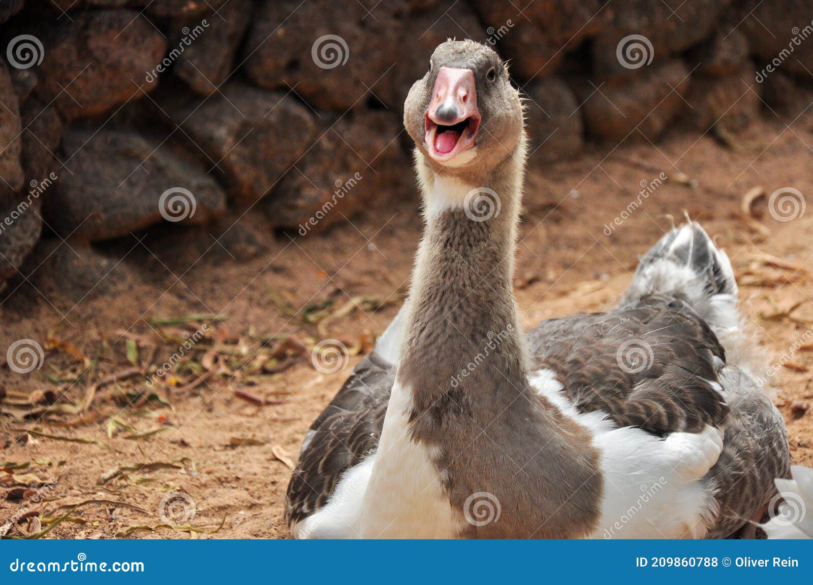 Goose Laughing at Camera - Funny Portrait Stock Photo - Image of face ...