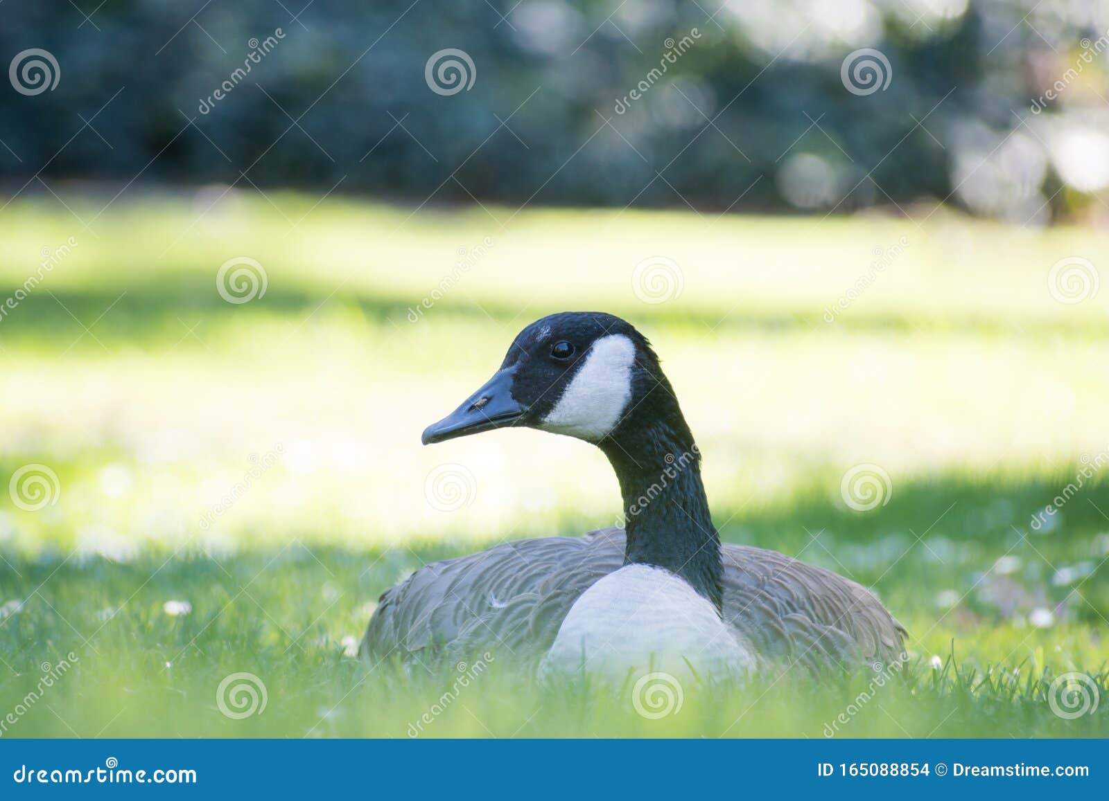 Goose Laying Alone in a Green Field Stock Photo - Image of park, laying ...