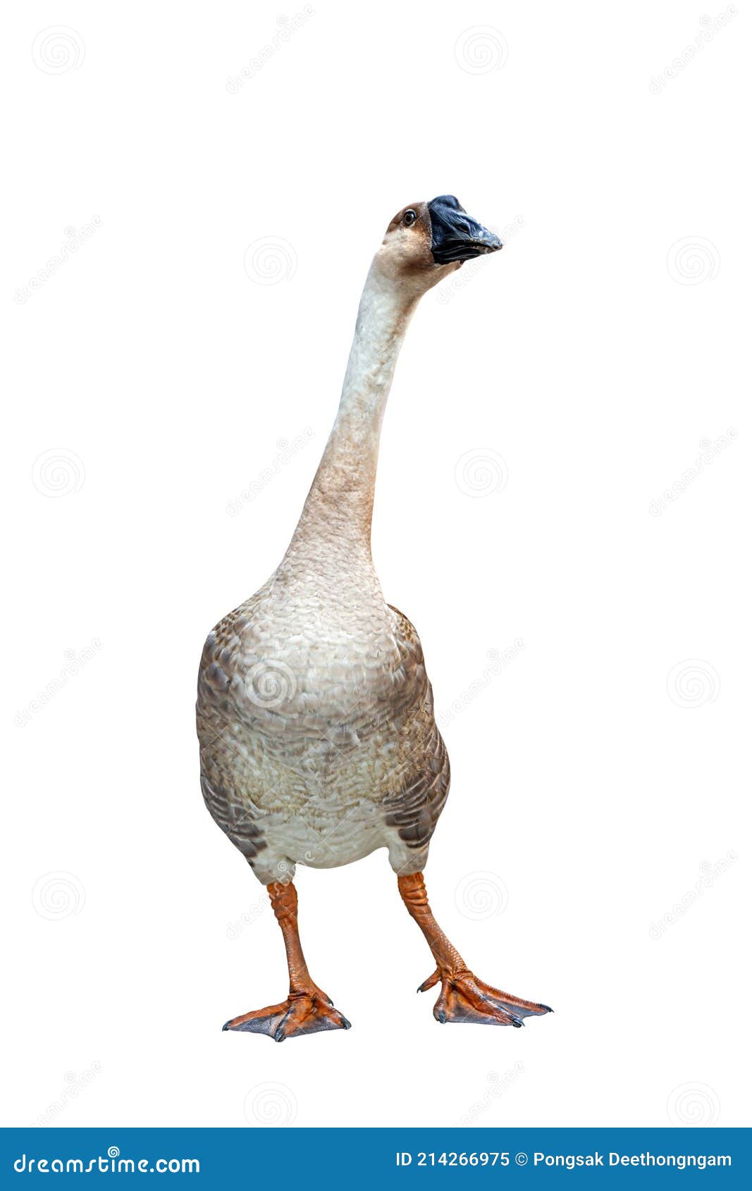 Goose legs standing stock image. Image of live, duckling - 214266975