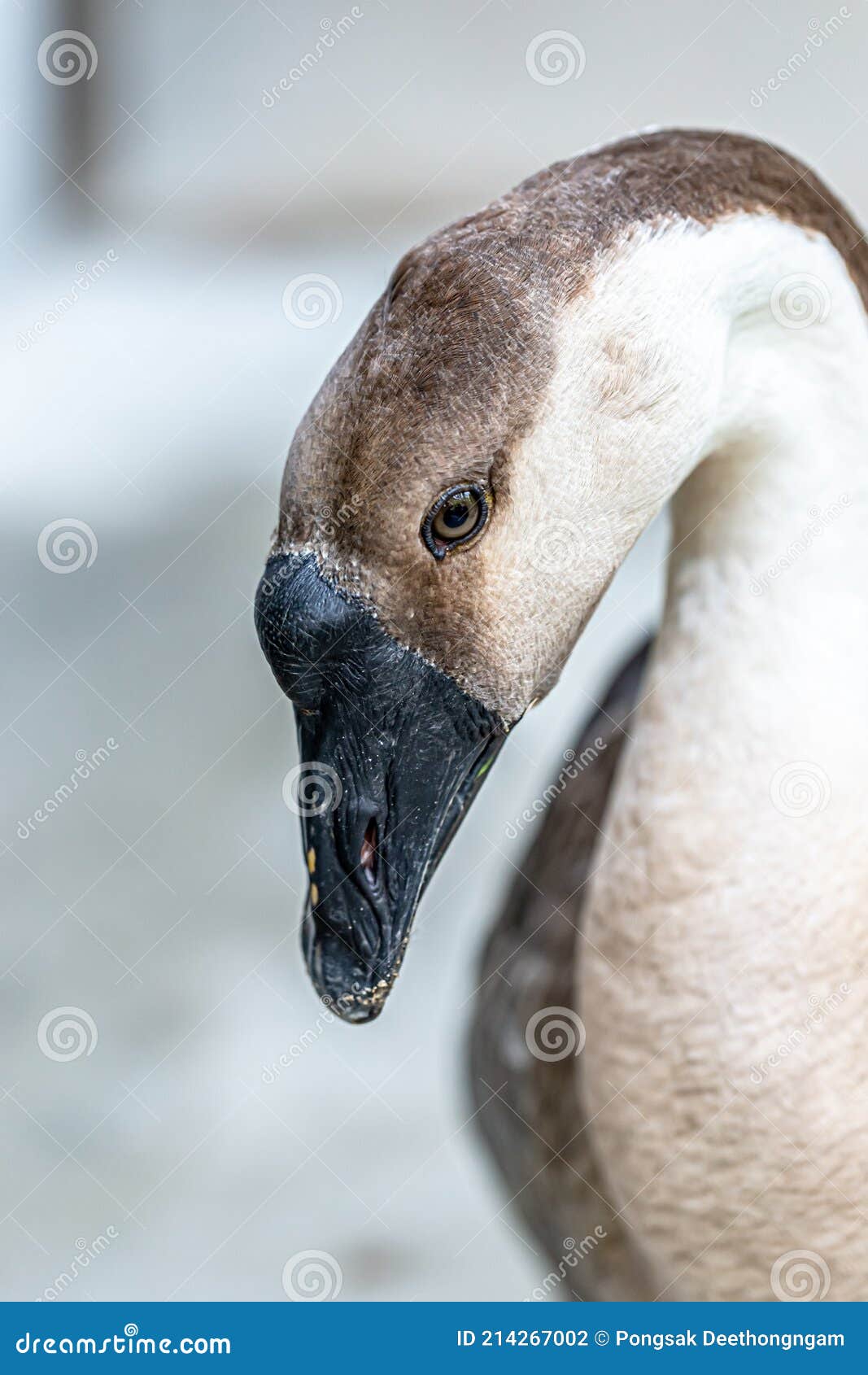 Goose legs standing stock photo. Image of gravy, animal - 214267002