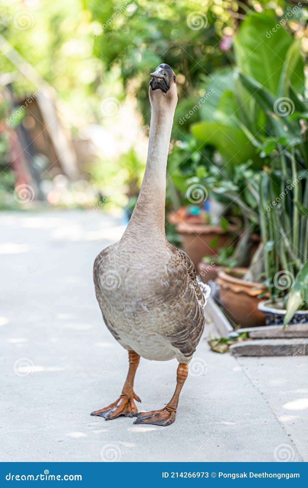 Goose legs standing stock image. Image of ground, gourmet - 214266973