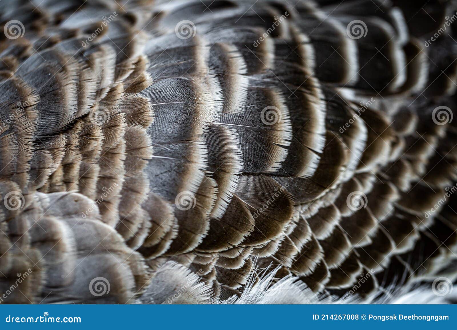 Goose legs standing stock photo. Image of closeup, feather - 214267008
