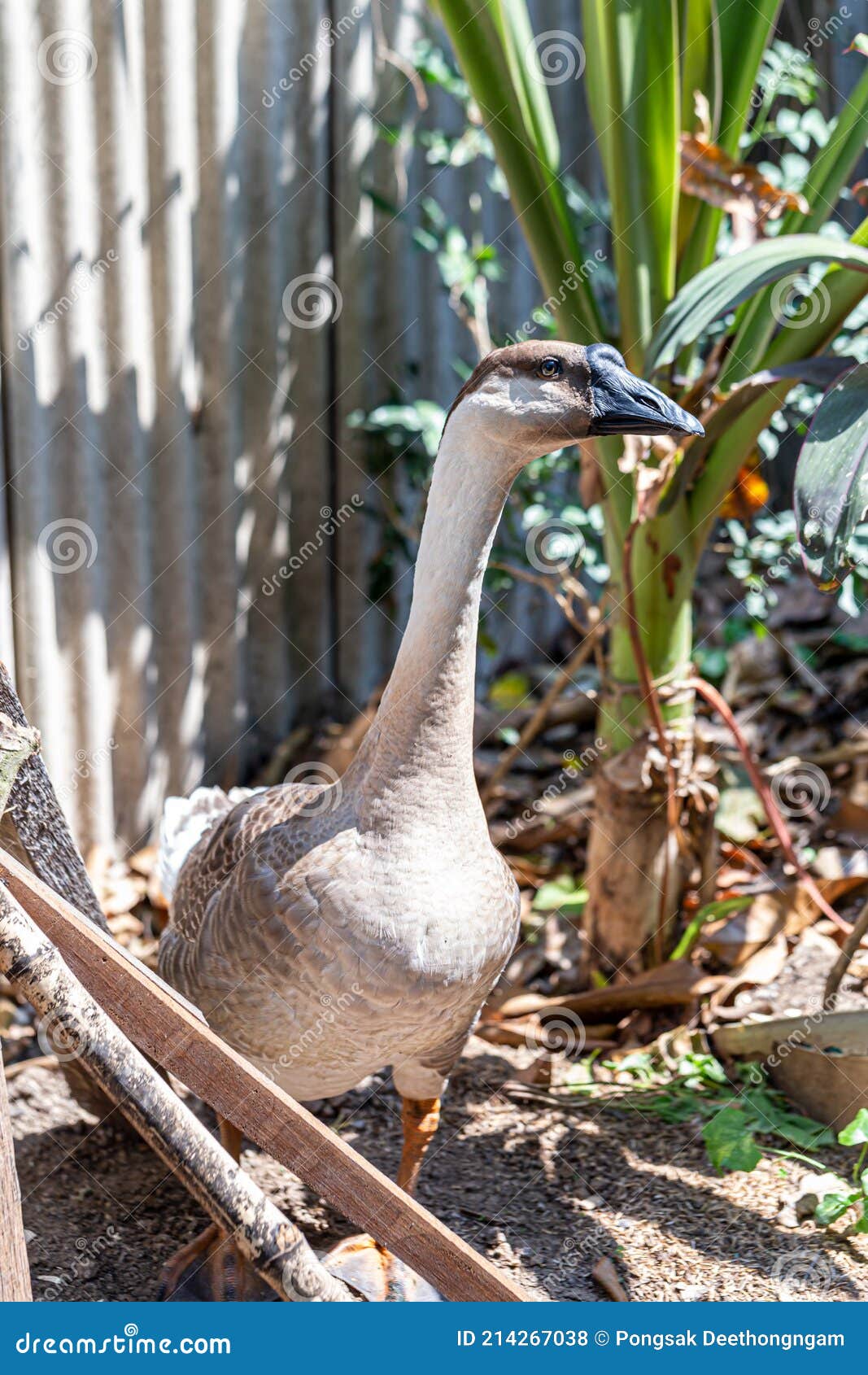 Goose legs standing stock photo. Image of closeup, feather - 214267038