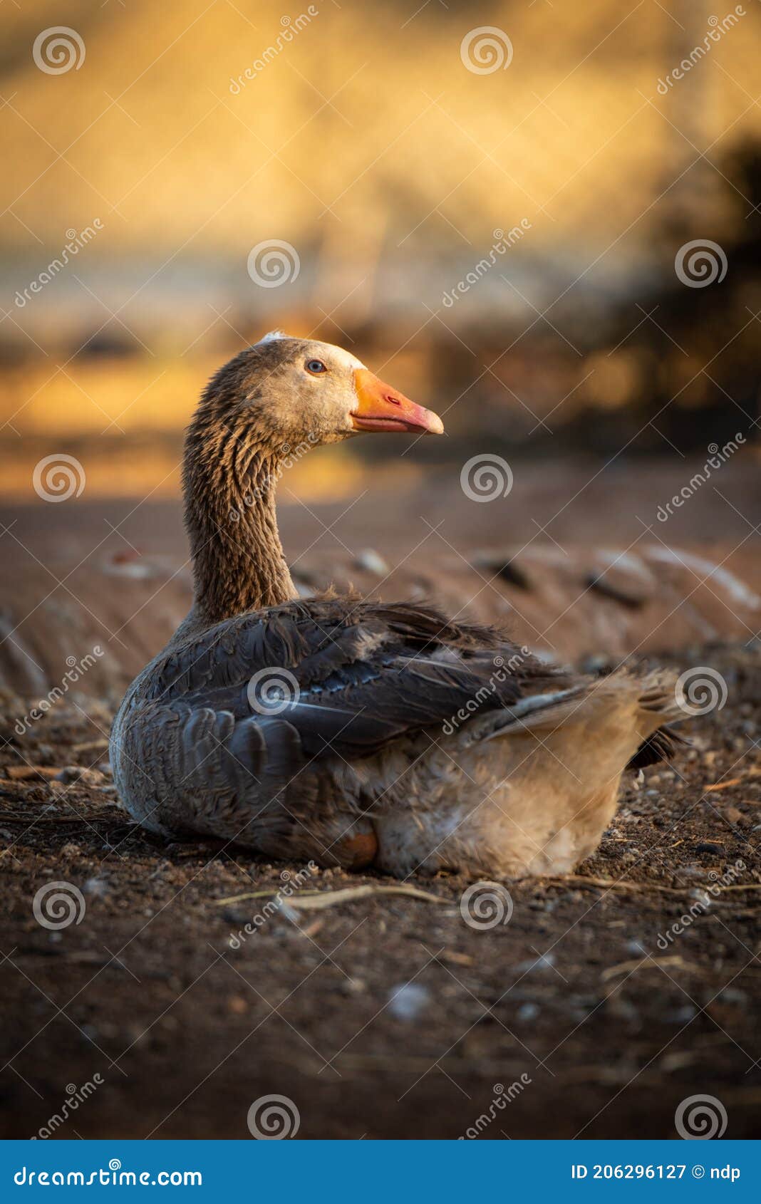 Goose Lies Facing Right in Golden Light Stock Image - Image of ranch ...