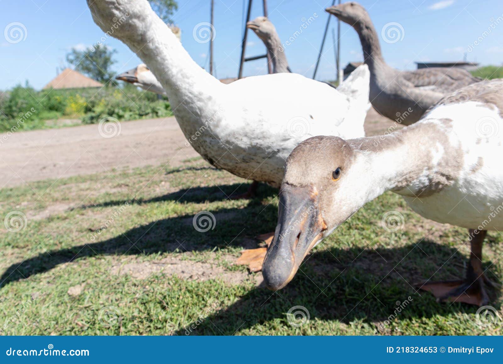 The Goose Looking at the Camera Stock Image - Image of beak, fowl ...